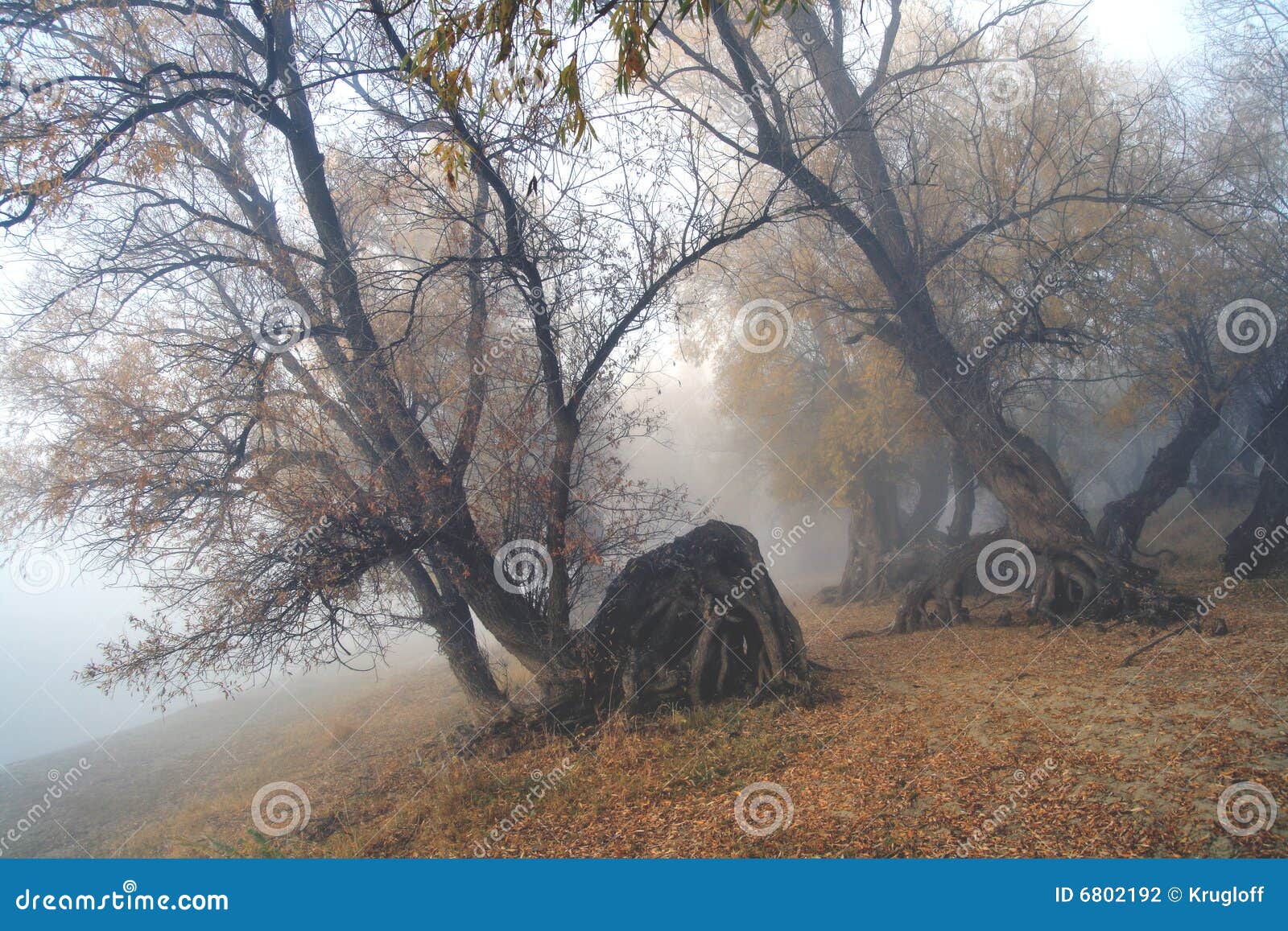 Creeping in a fog... stock photo. Image of character, dramatic - 6802192