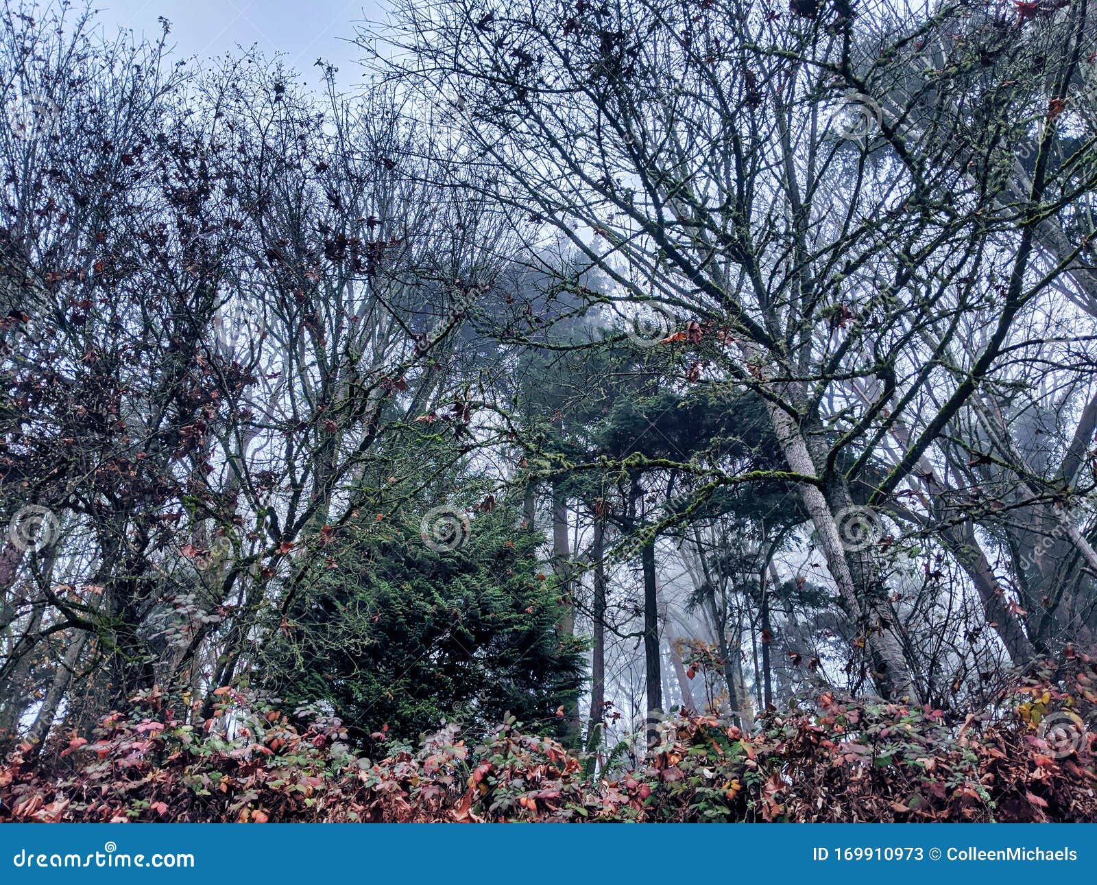 Creeping Fog in a Forest of Evergreen Trees in the Pacific Northwest ...