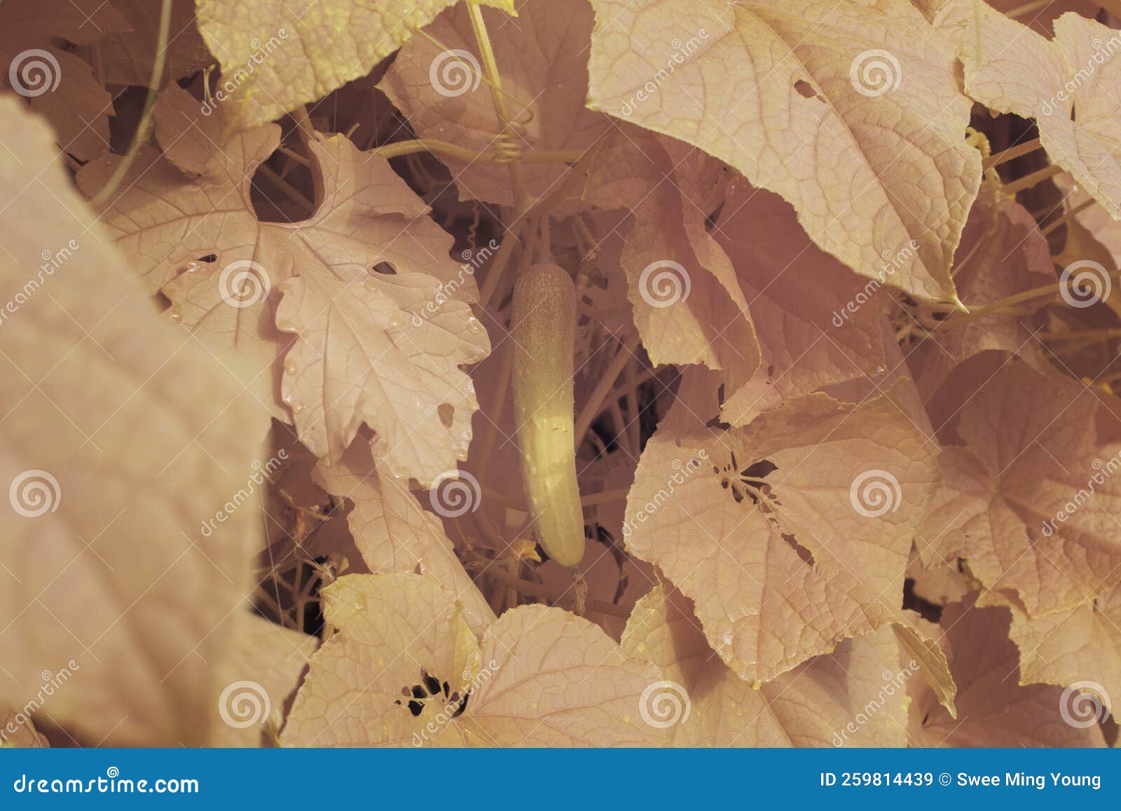 The Creeping Gourd Vegetables Plant at the Farm. Stock Image - Image of ...