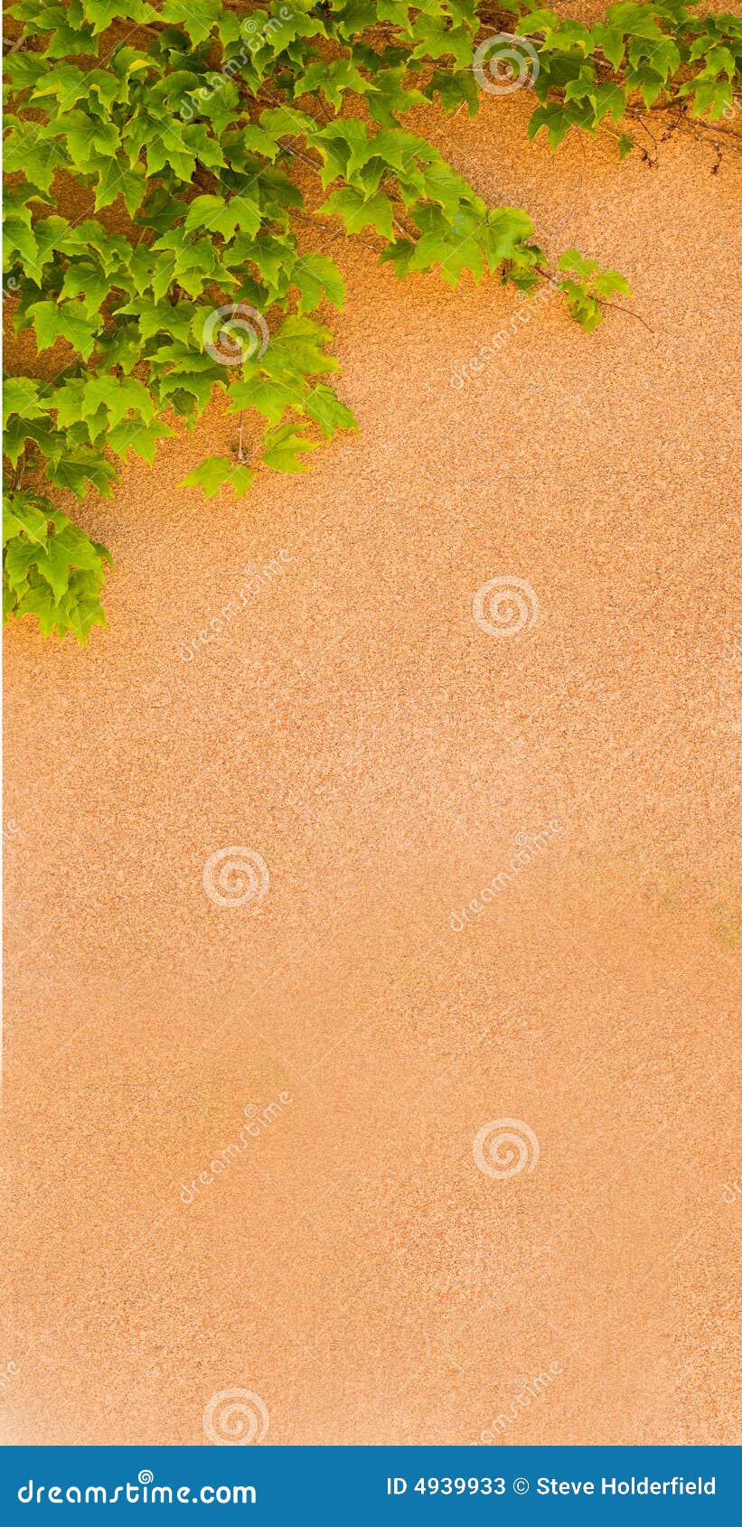 Creeping Grape Vine on a Winery Wall. Stock Image - Image of vine ...
