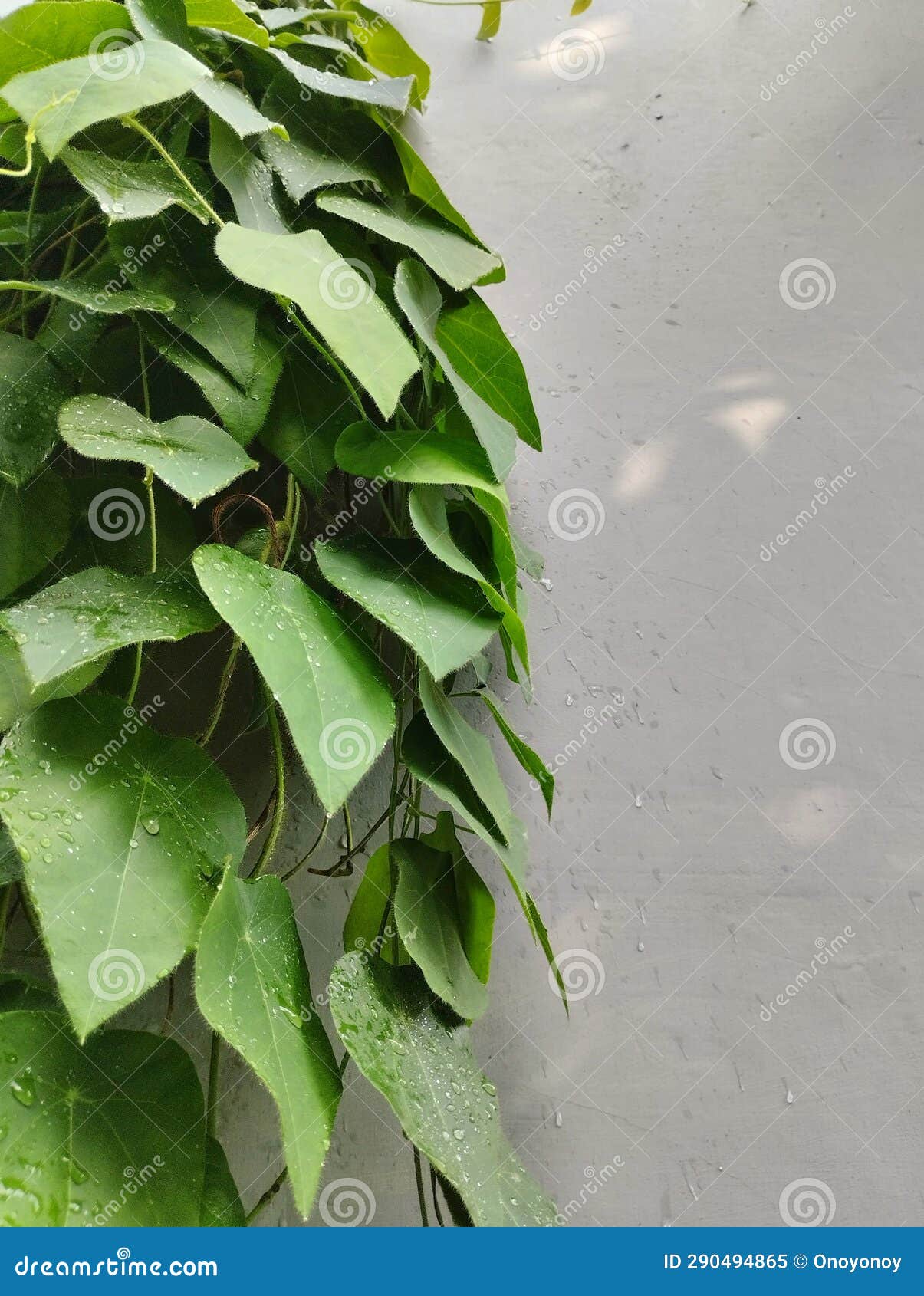 Creeping grass jelly plant stock image. Image of food - 290494865