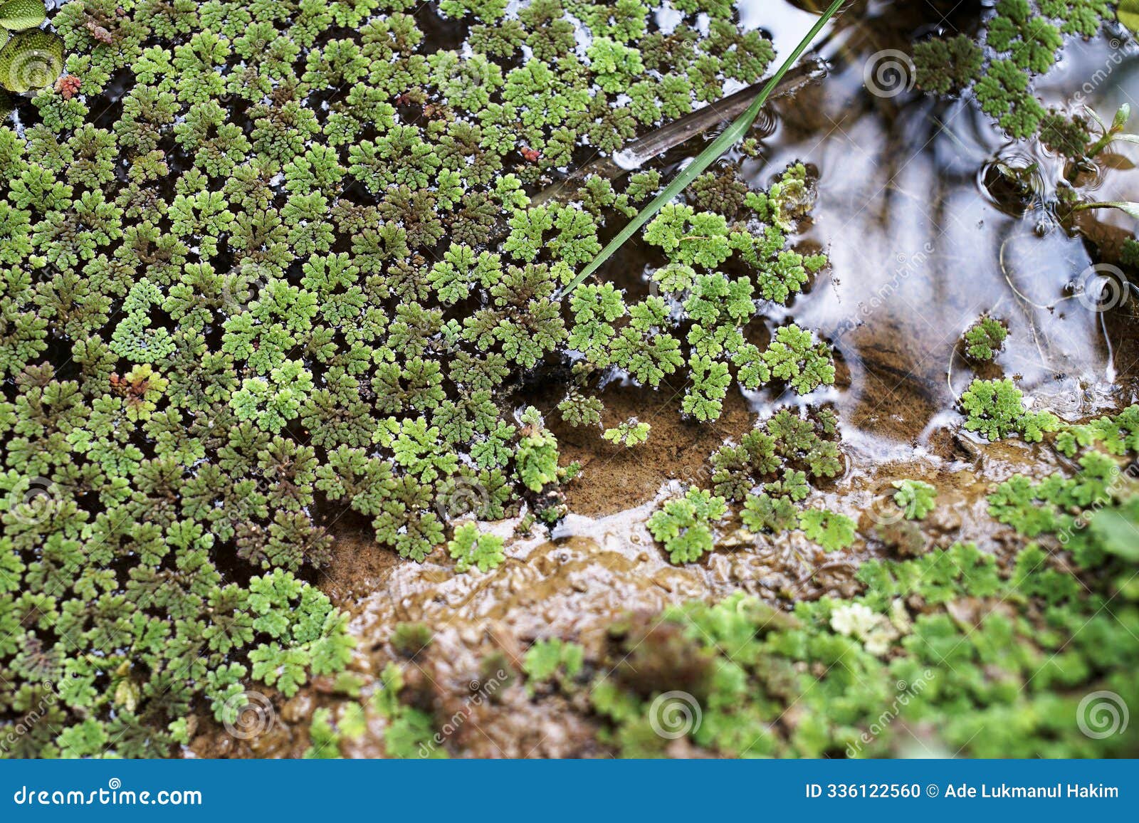 Creeping Green Aquatic Plants Rhythmically Stock Photo - Image of ...