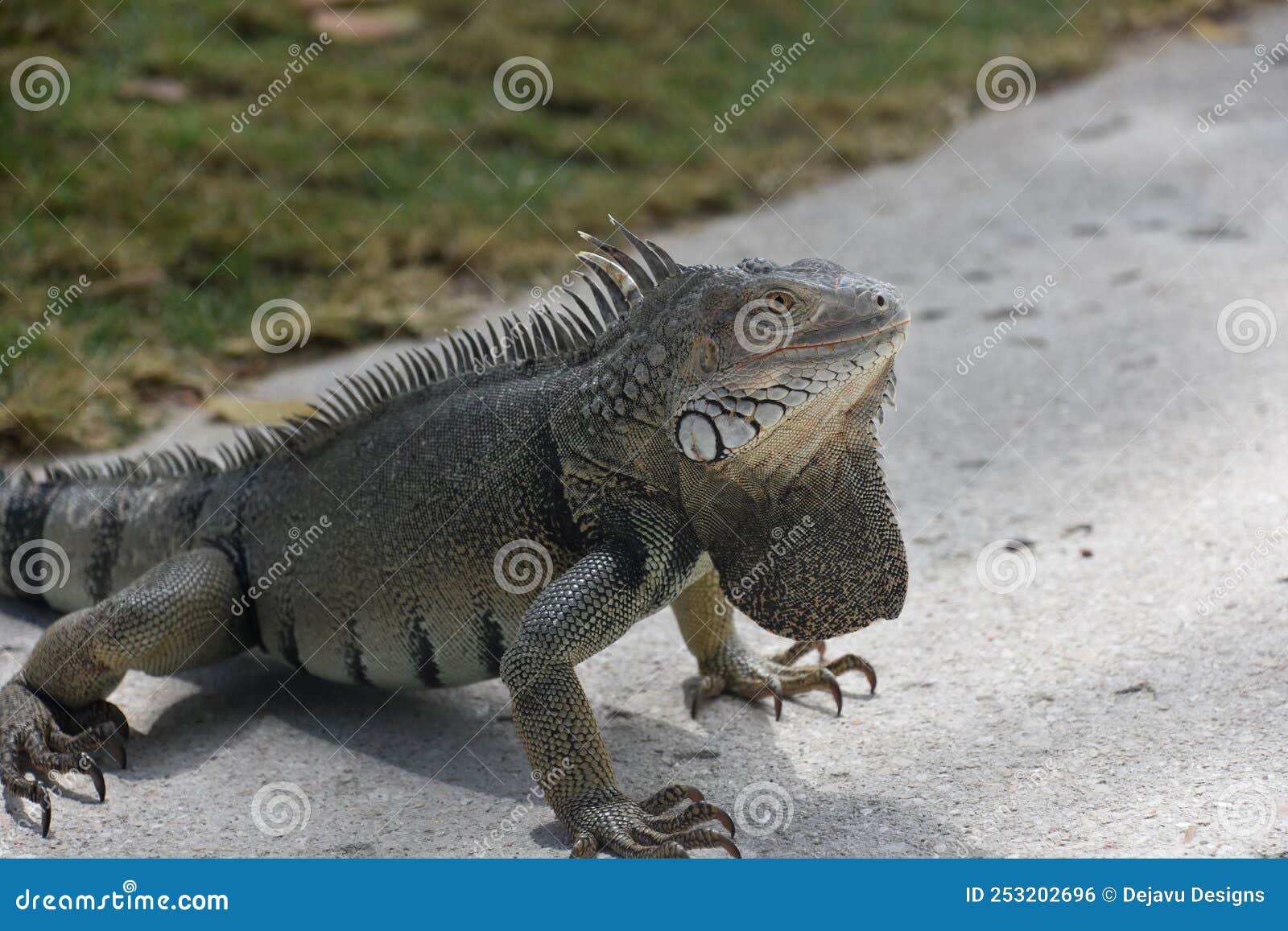 Creeping Grey Iguana with Spikes Along His Back Stock Photo - Image of ...