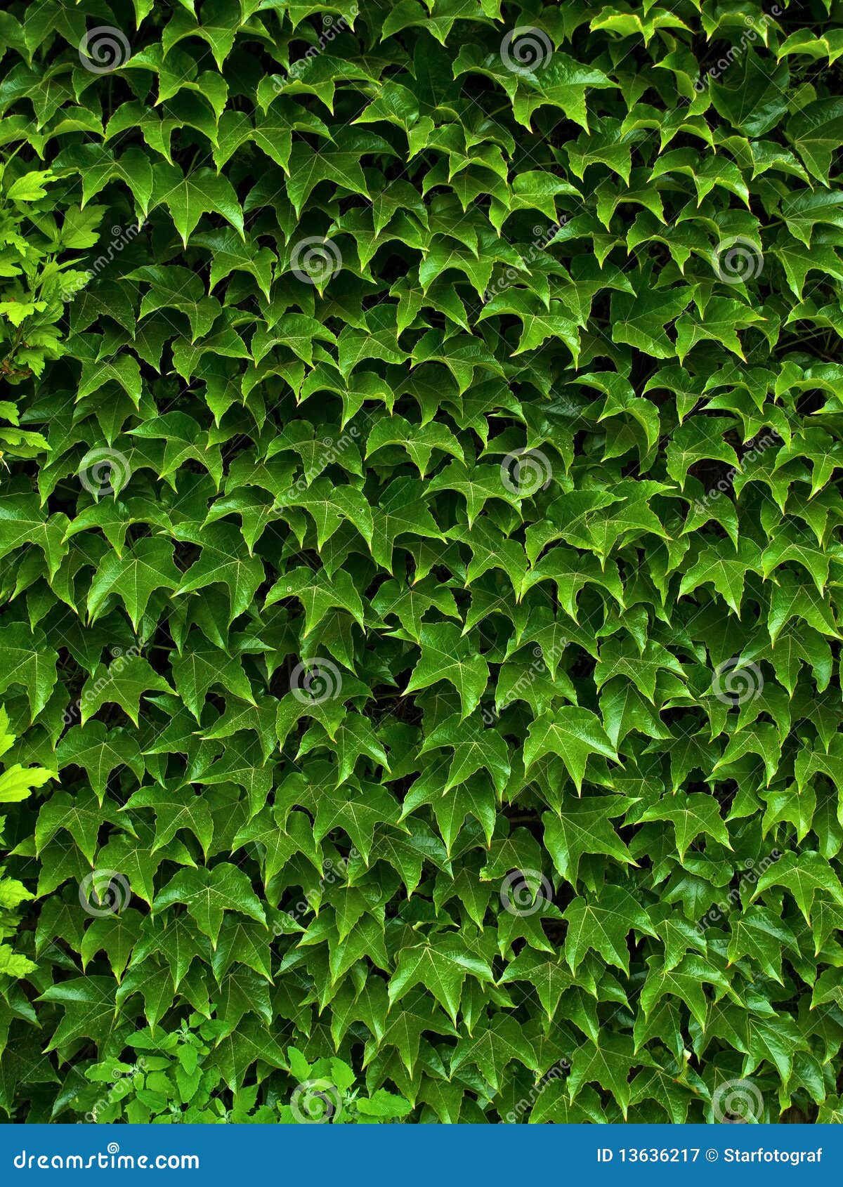 Creeping ivy stock image. Image of climbing, decoration - 13636217