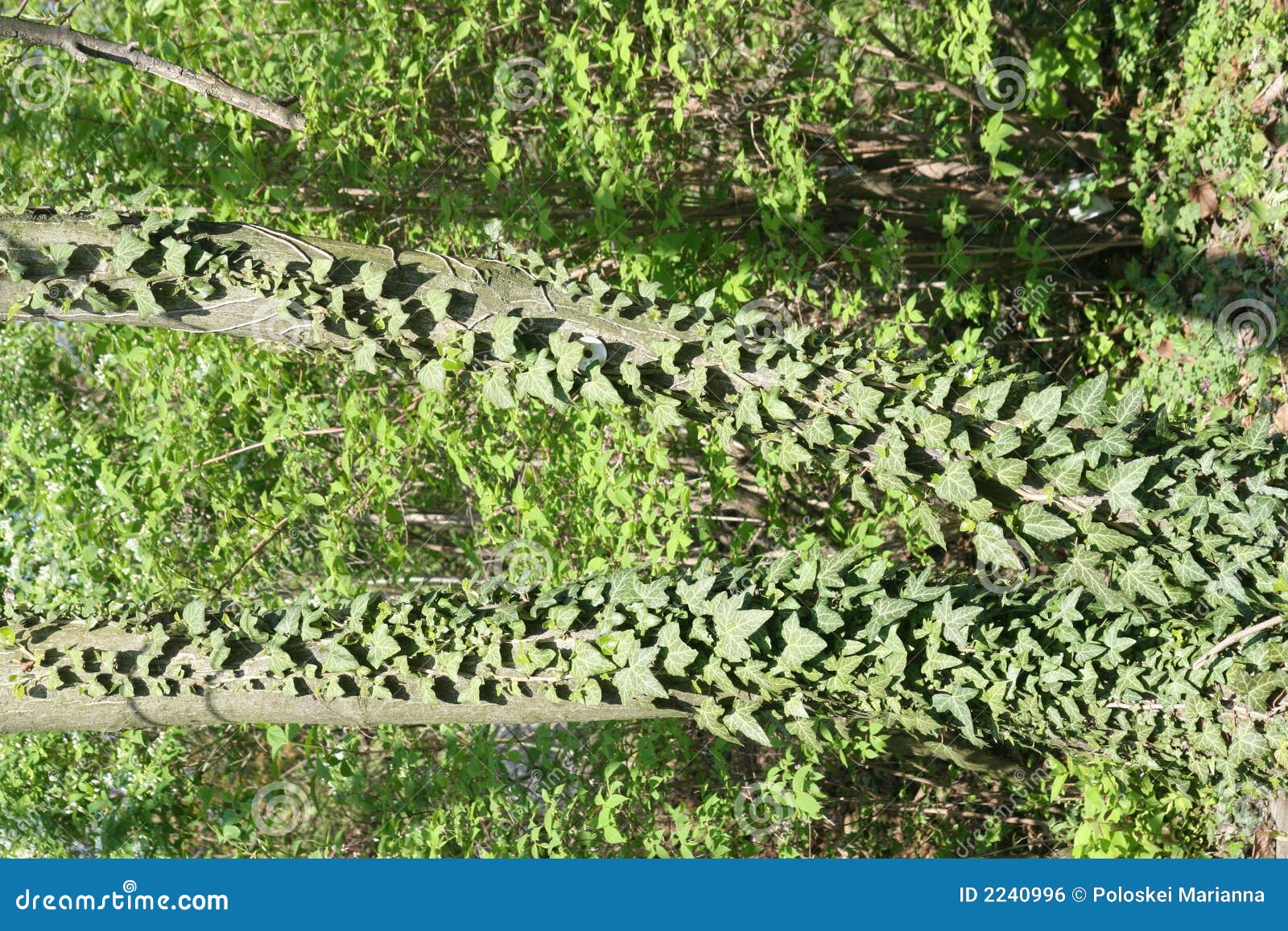 Creeping ivy stock photo. Image of creeping, coveres, scrub - 2240996