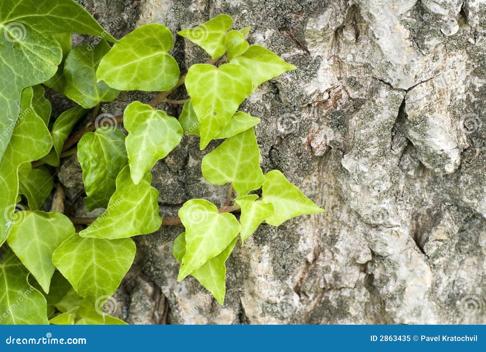 Creeping ivy stock image. Image of hedera, creeper, nature - 2863435