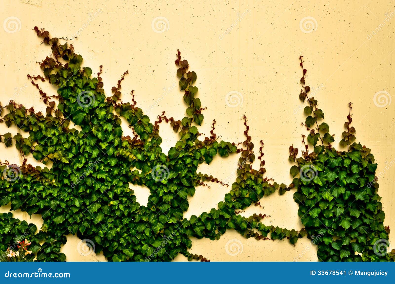 Creeping ivy background stock image. Image of branch - 33678541