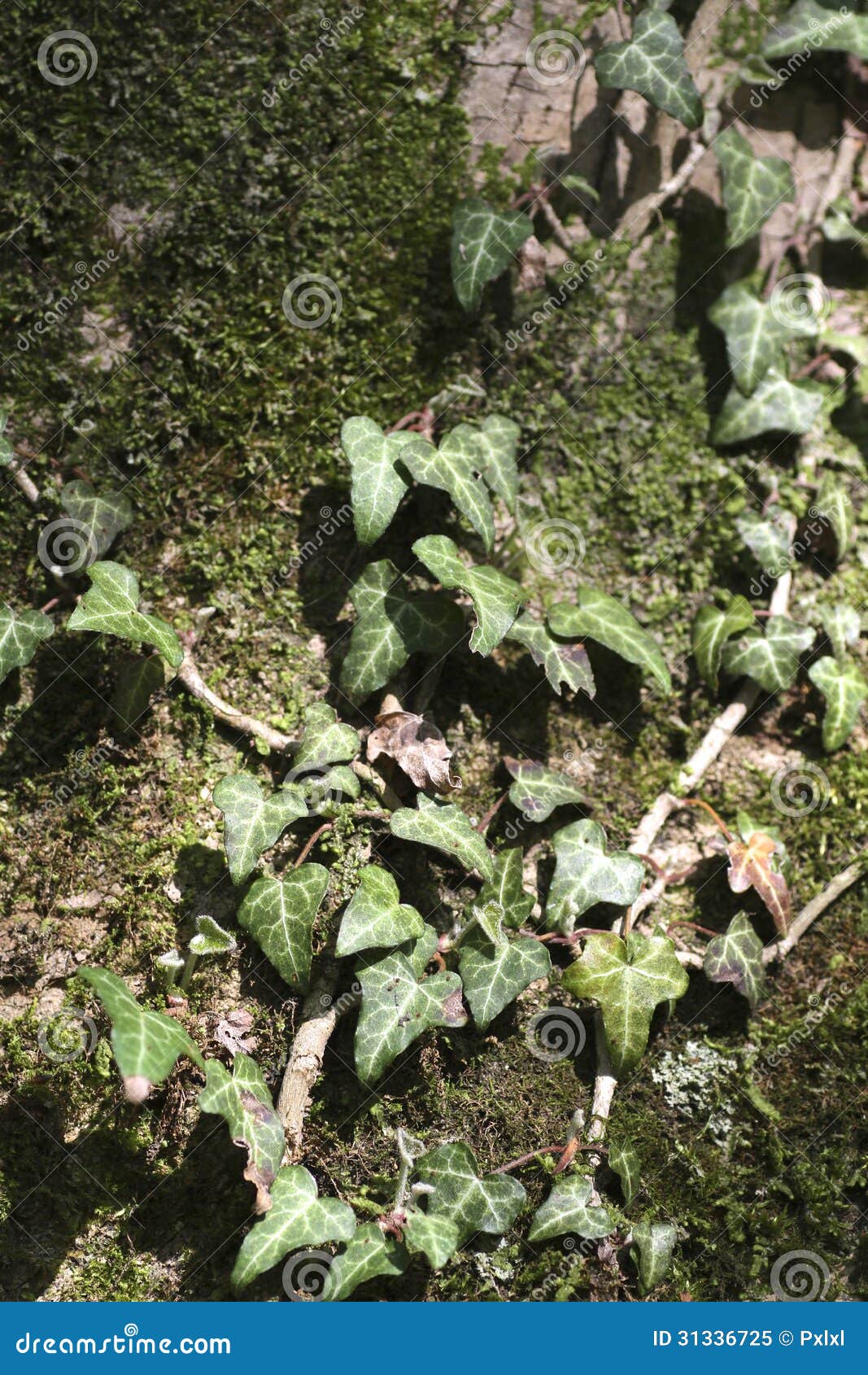 Creeping ivy stock image. Image of foliage, scrub, bark - 31336725