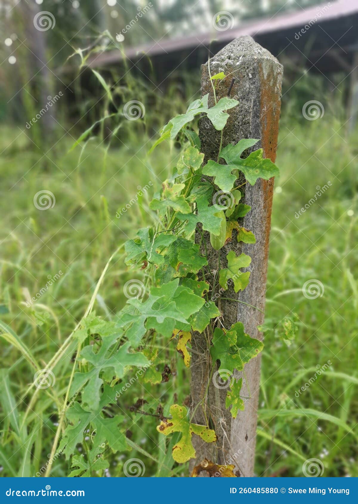 The Creeping Ivy Gourd Plant Climbing on the Concrete Pole. Stock Photo ...