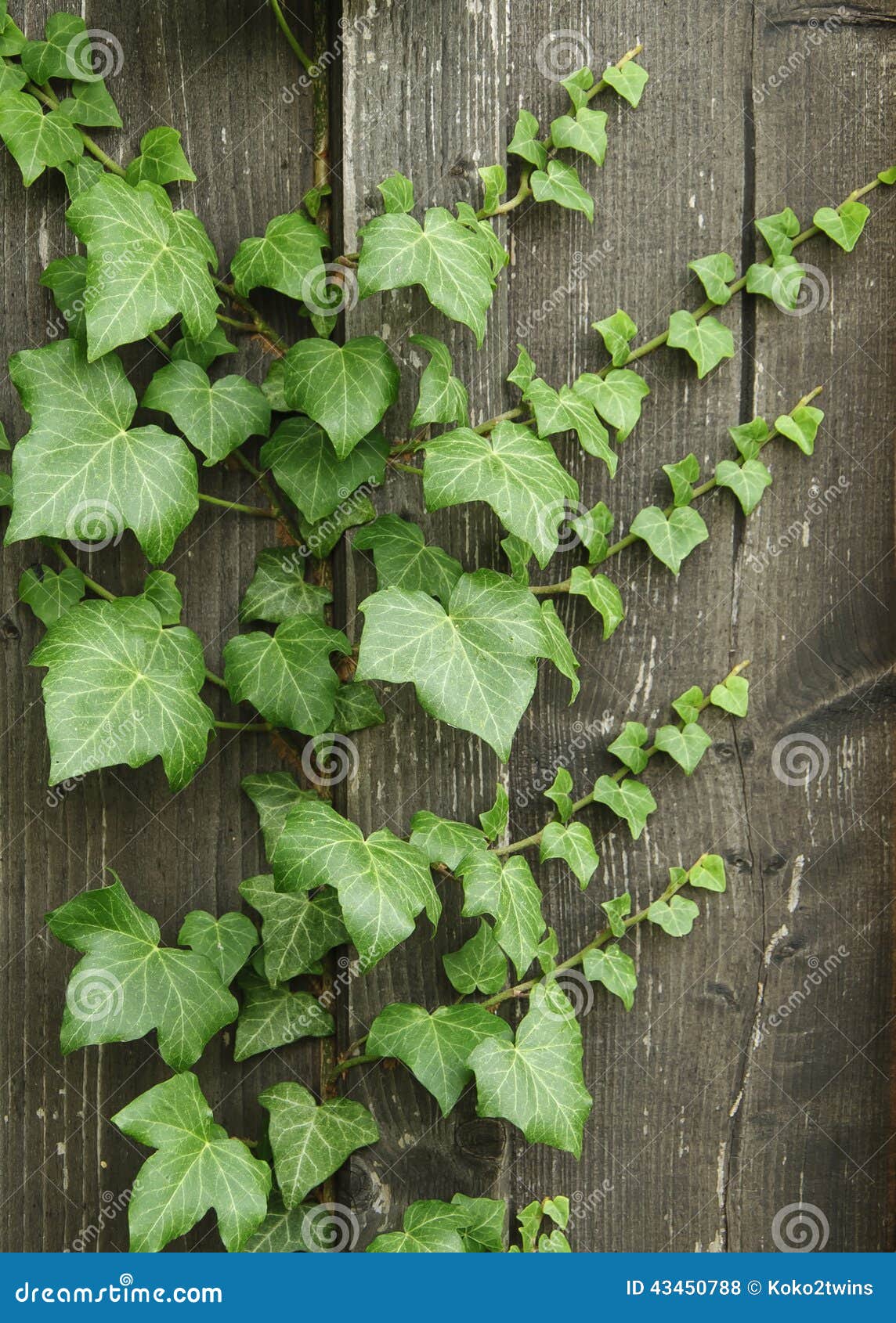 Creeping ivy stock photo. Image of green, rough, dried - 43450788