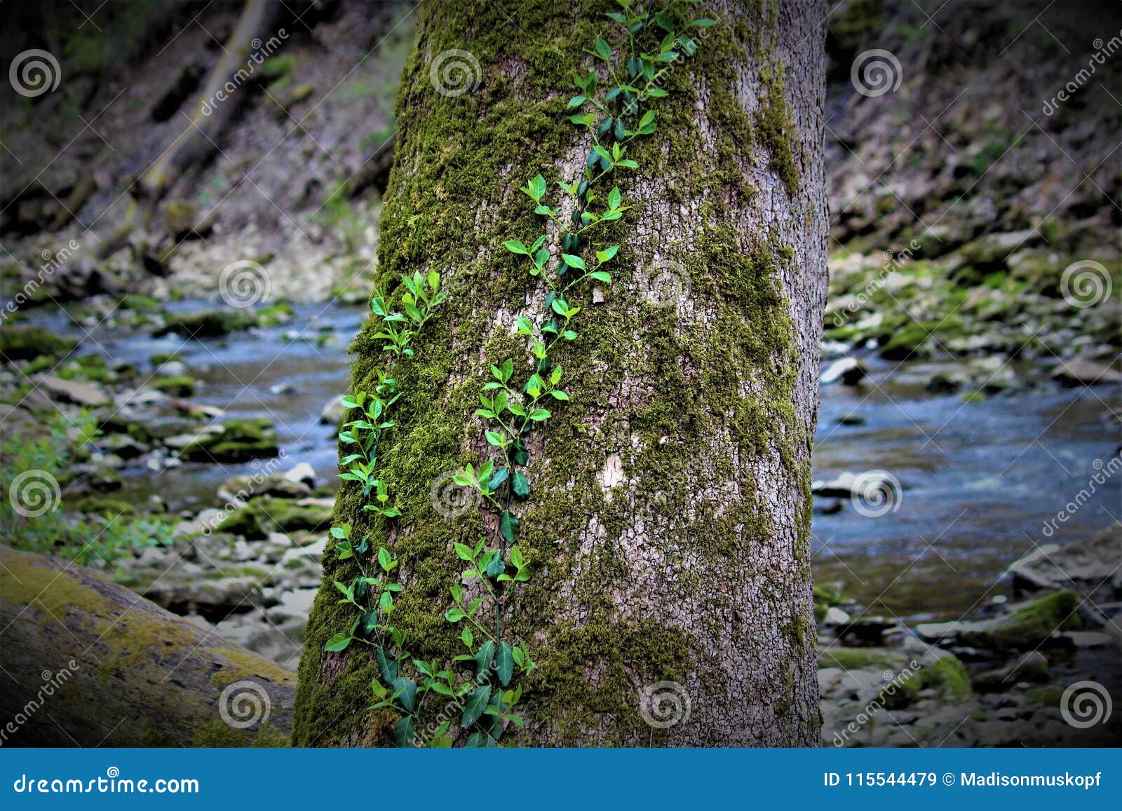 Creeping Ivy Vine stock image. Image of green, plant - 115544479