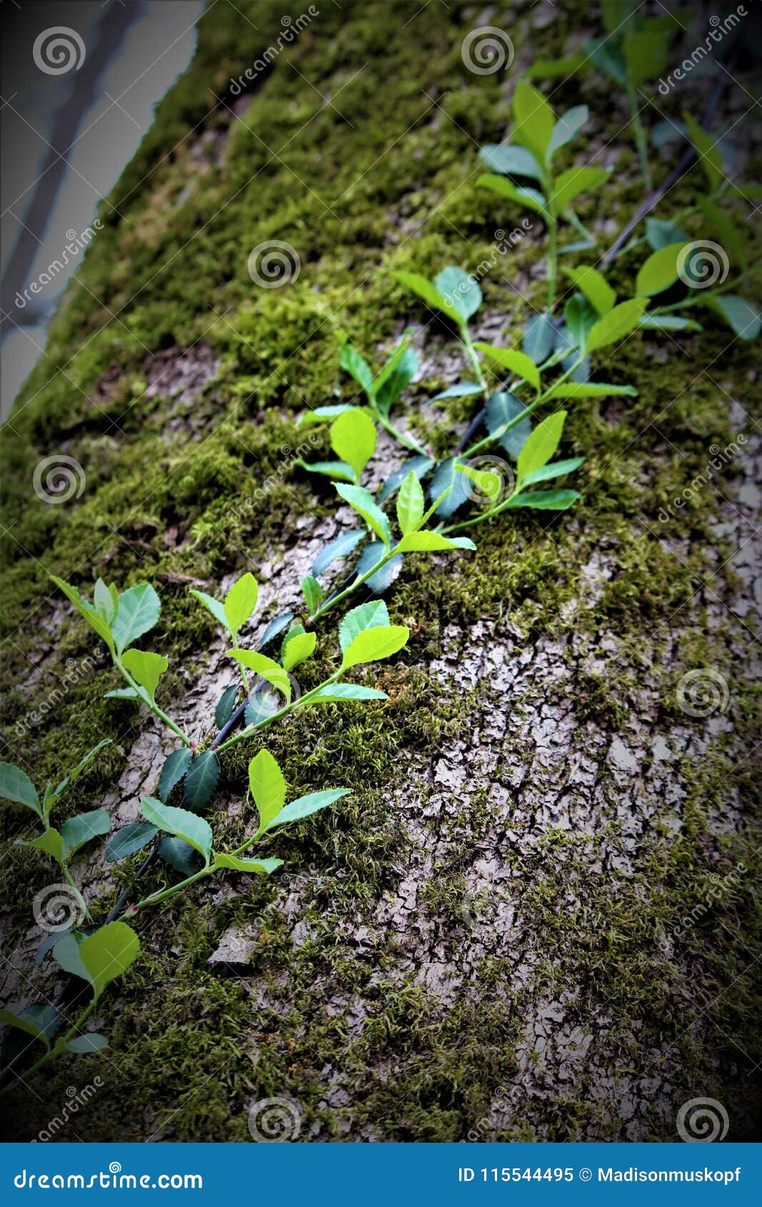Creeping Ivy Vine stock image. Image of real, creep - 115544495