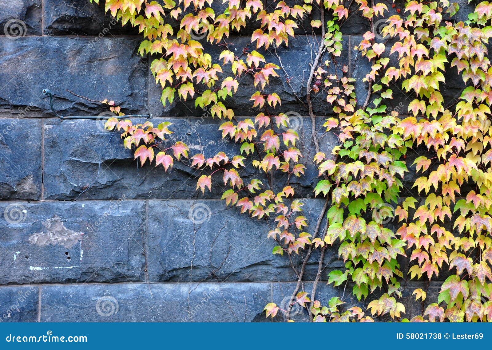 Creeping ivy stock photo. Image of covered, backdrop - 58021738