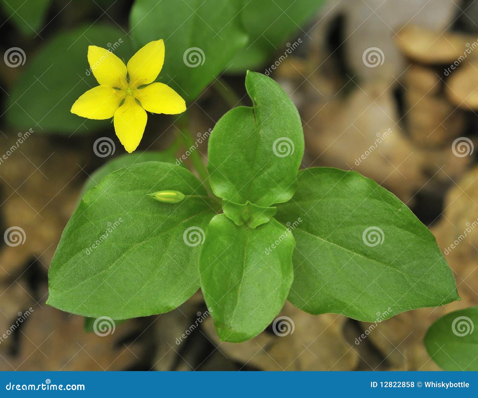 Creeping-jenny stock photo. Image of wildflower, wildlife - 12822858