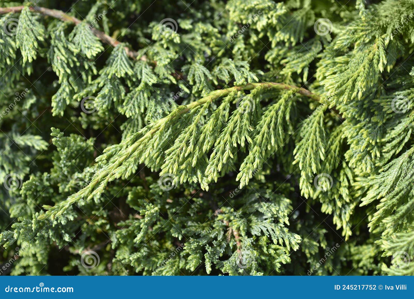 Creeping juniper Blue Chip stock photo. Image of juniperus - 245217752