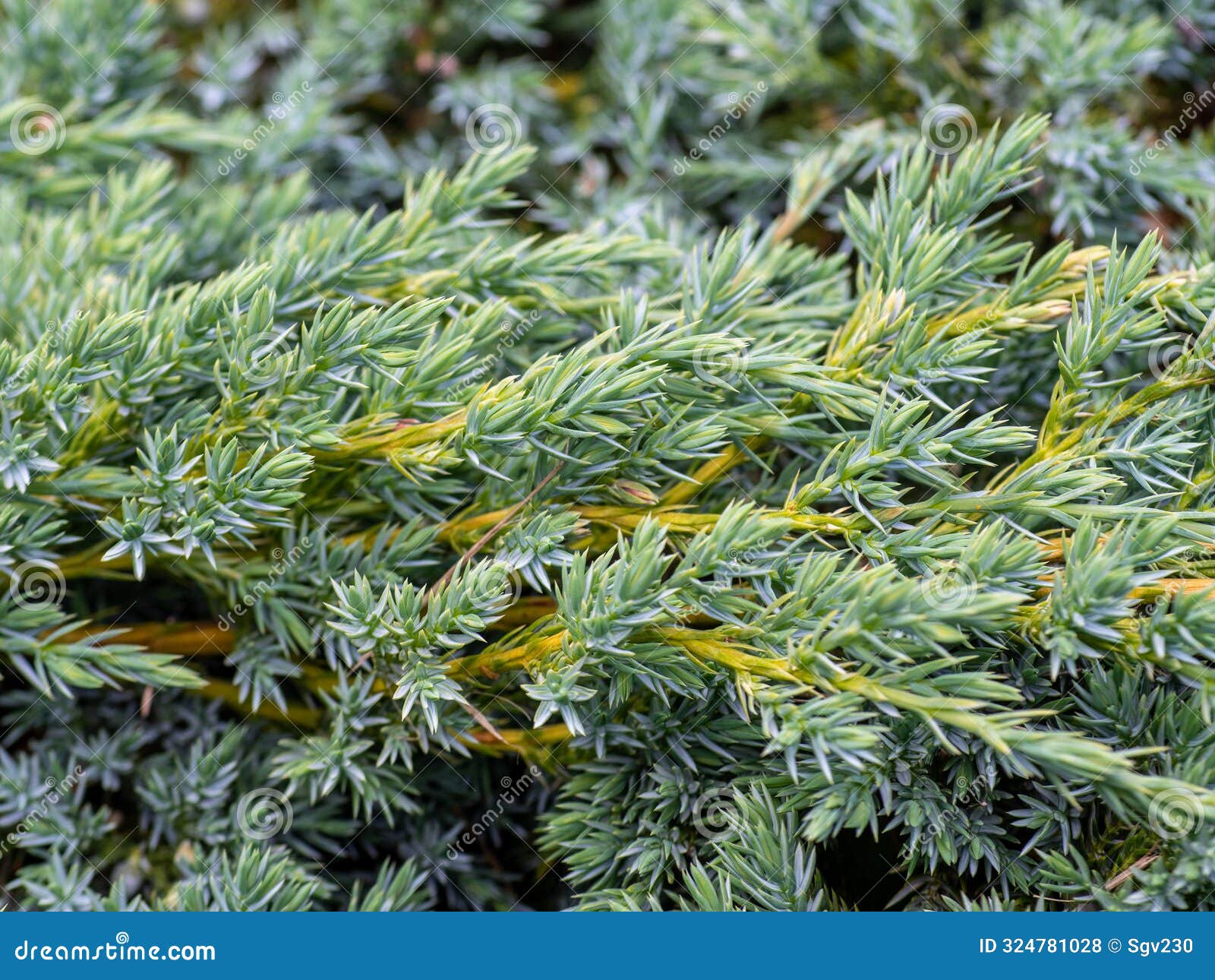 Creeping Juniper or Creeping Cedar Closeup Stock Photo - Image of gardening, nature: 324781028