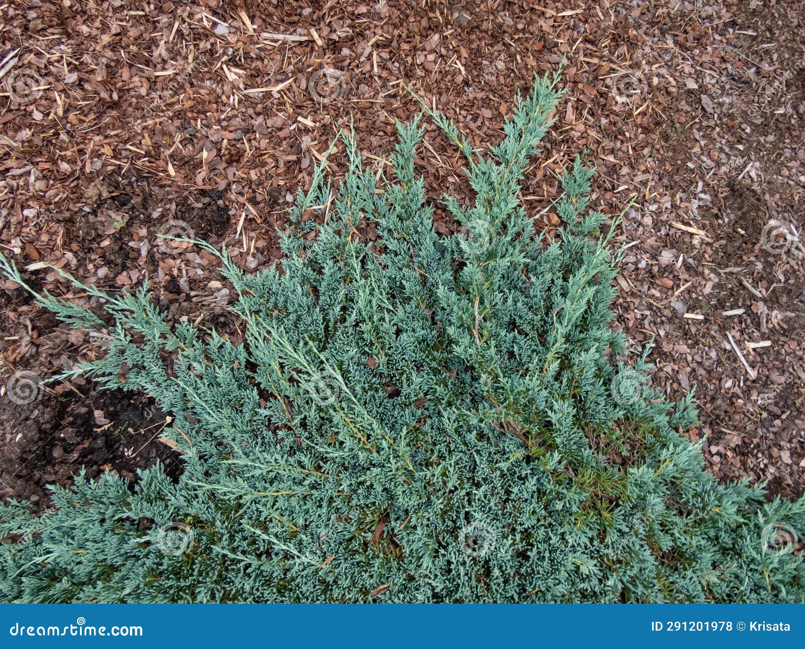 Creeping Juniper (Juniperus Horizontalis) Icee Blue or Monber with Blue ...