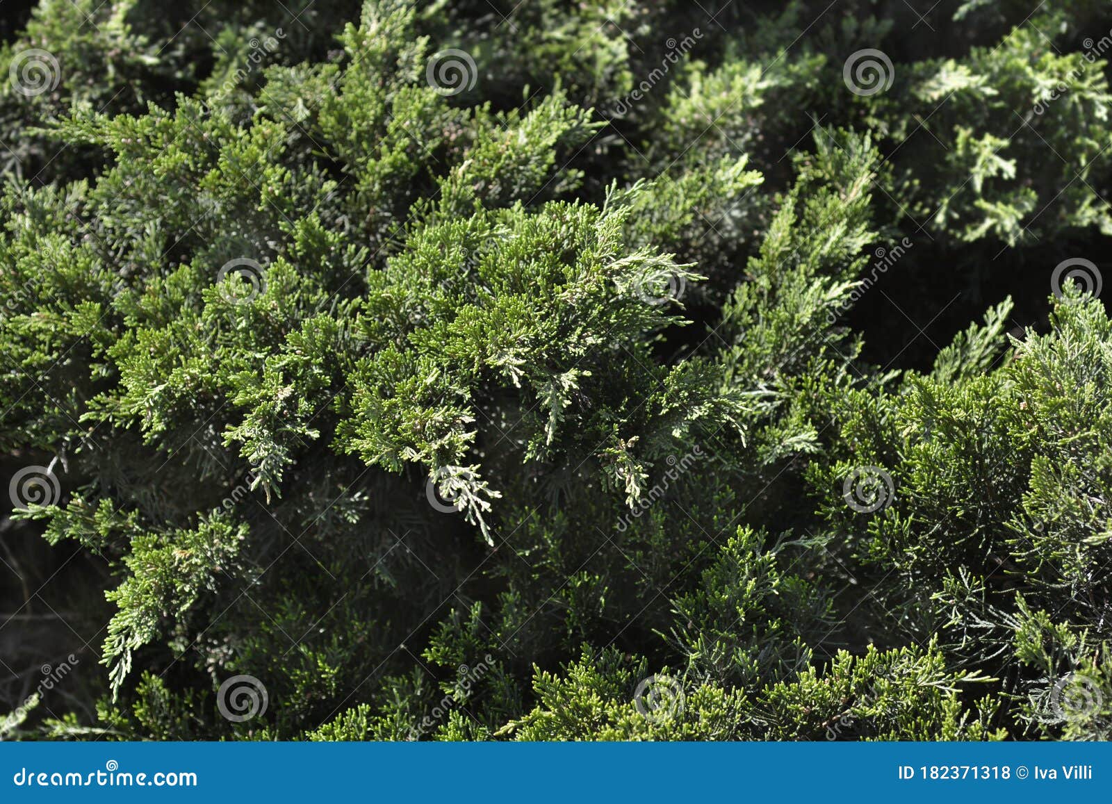 Creeping juniper stock photo. Image of shrub, spring - 182371318