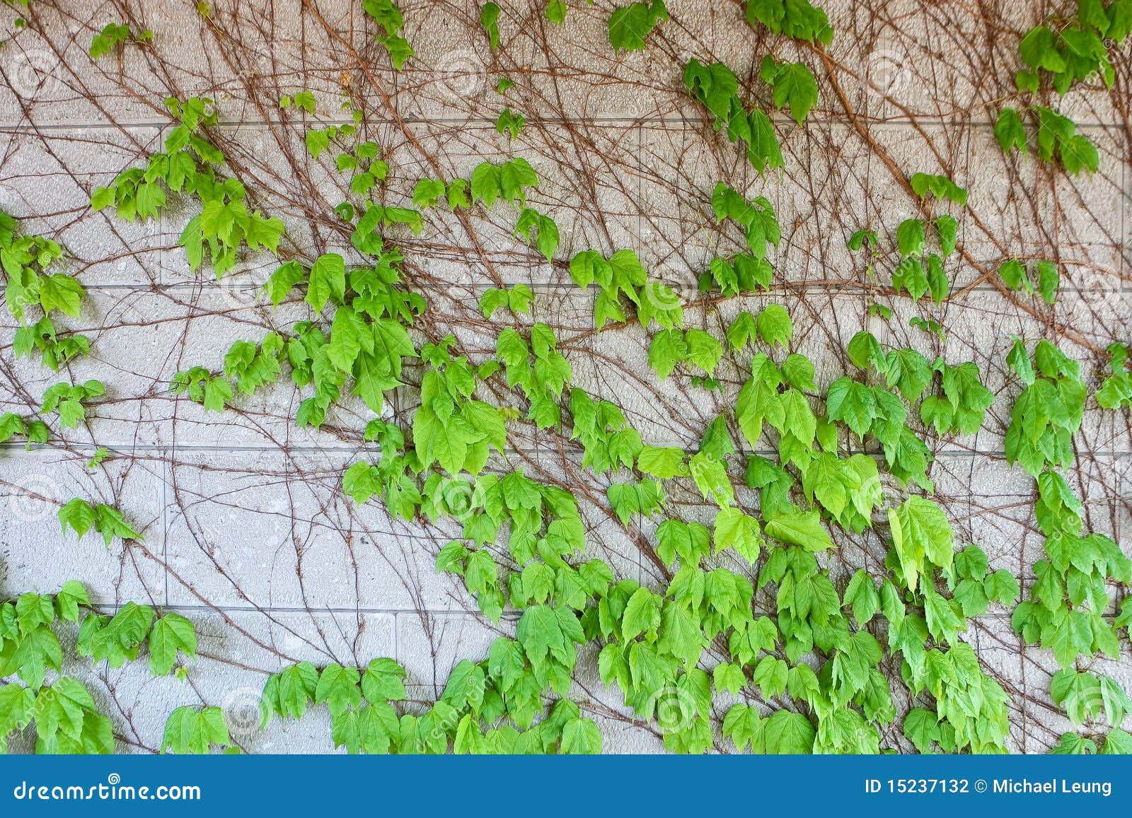 Creeping Leaves stock photo. Image of green, texture - 15237132