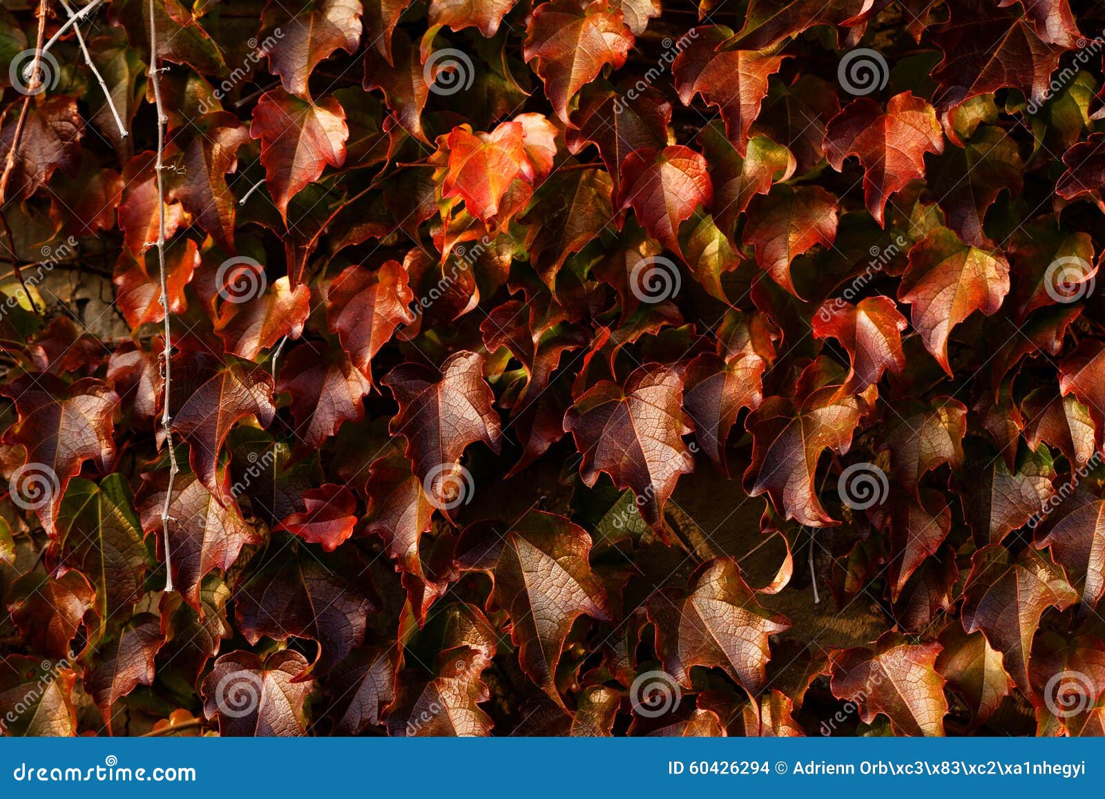 Creeping leaves stock photo. Image of natural, creeper - 60426294