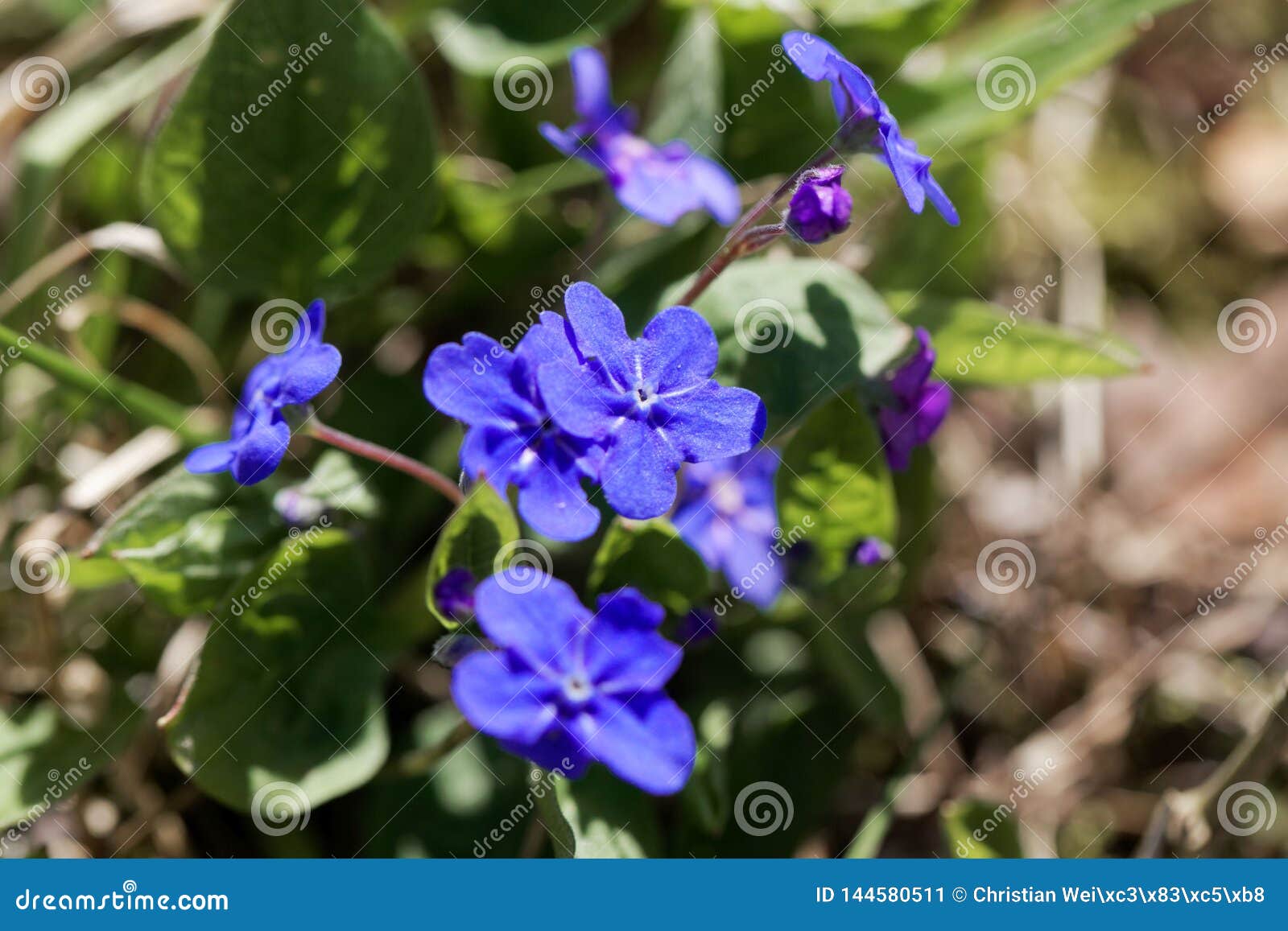 Creeping Navelwort, Omphalodes Verna Stock Image - Image of color ...