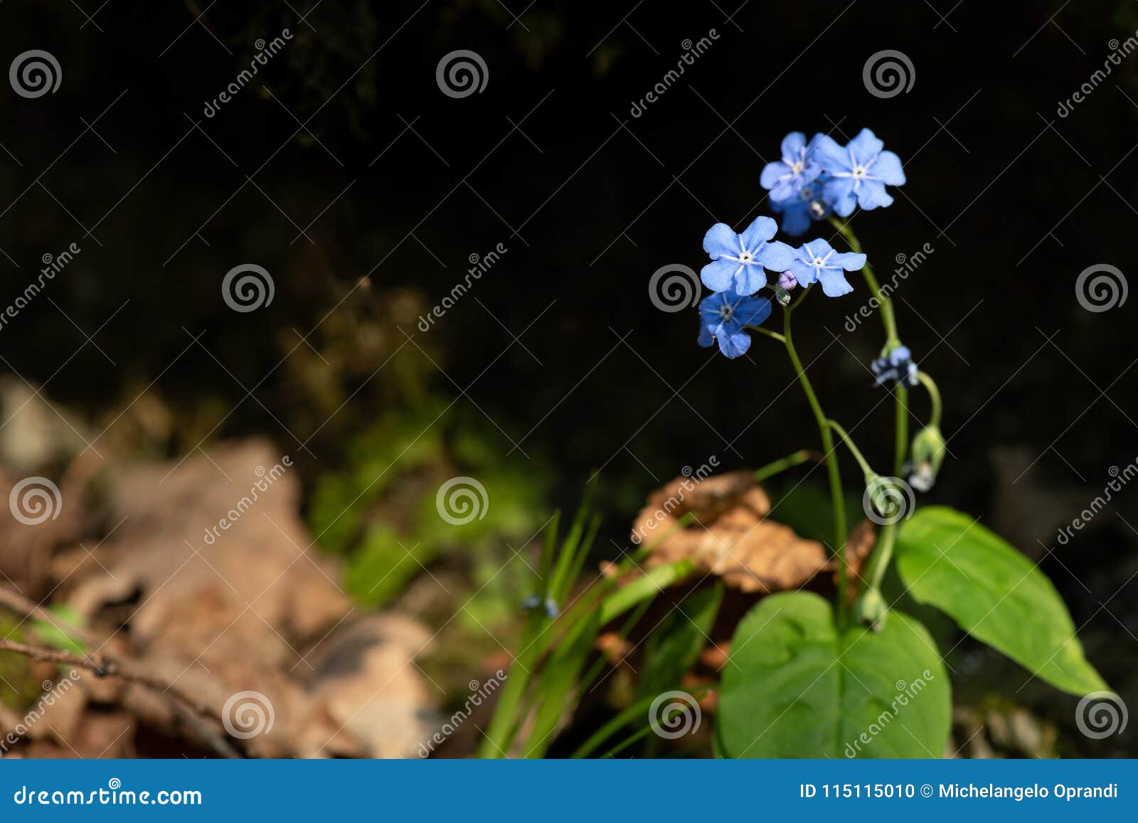Creeping Navelwort Omphalodes Verna in the Woods Stock Photo - Image of ...