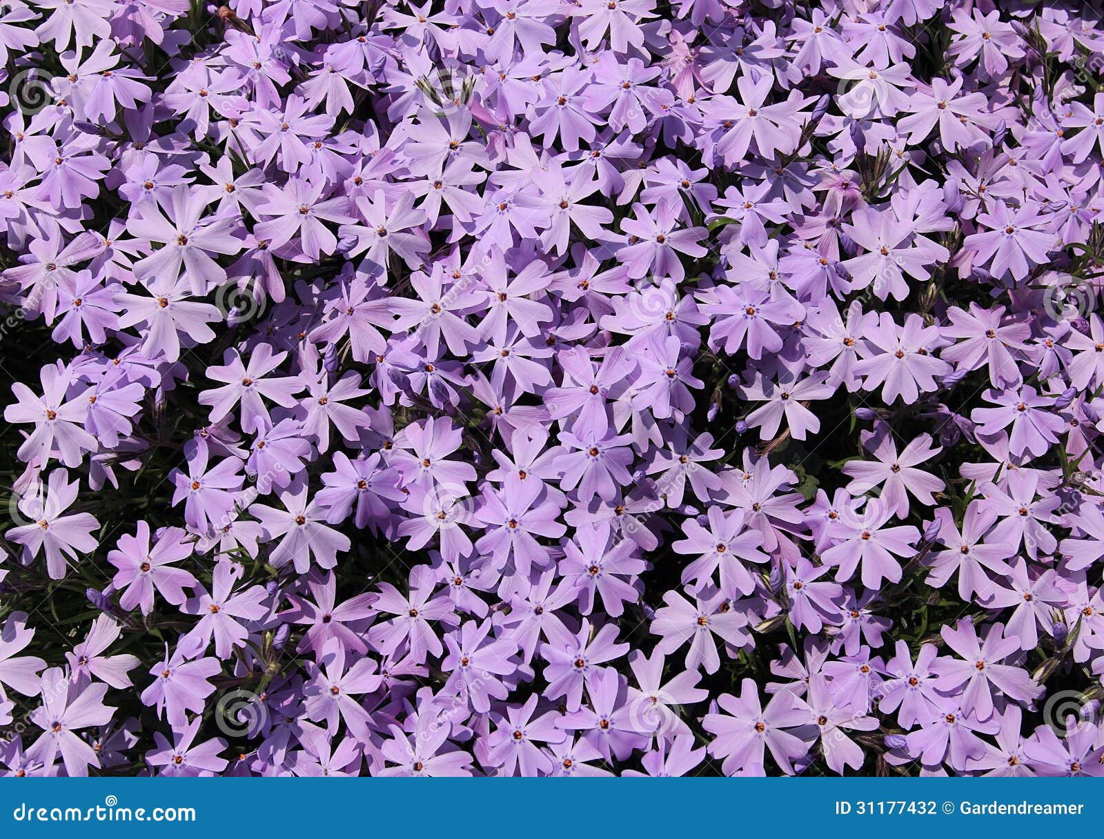 Creeping Phlox Flower Background Stock Photo - Image of springtime ...