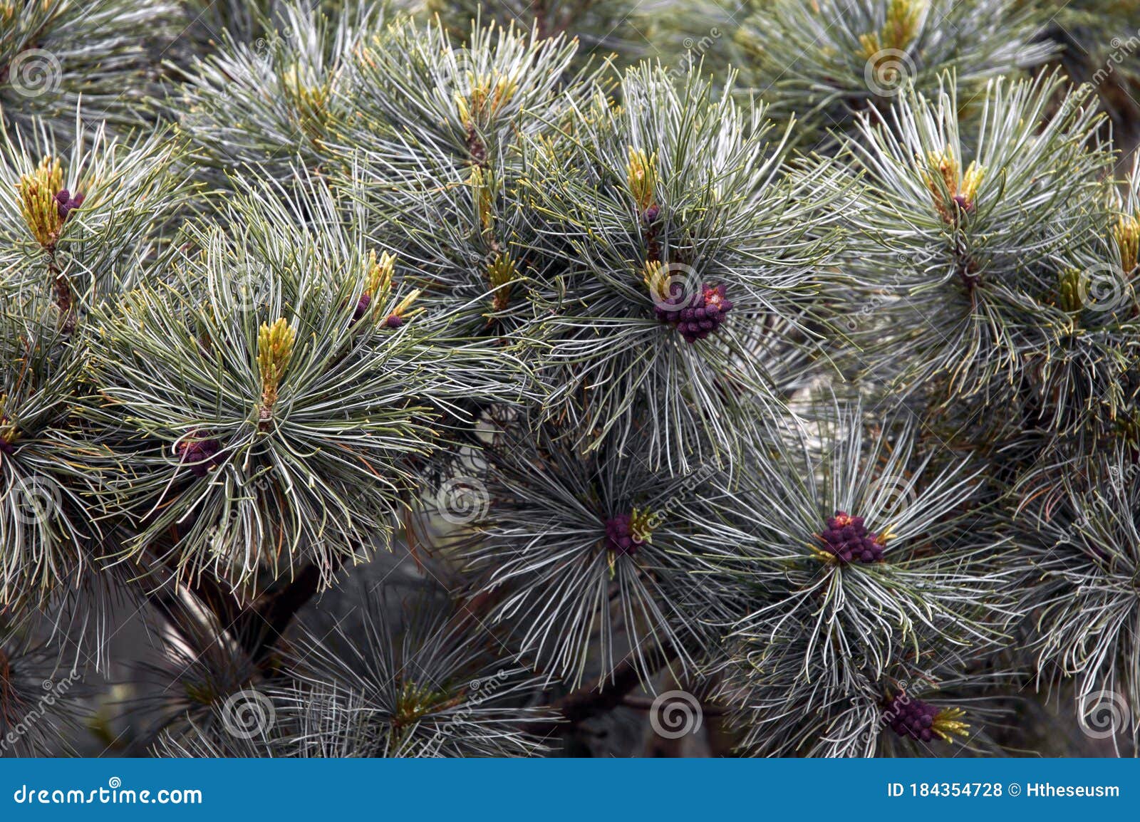 Creeping Pine Violet Blooming and Silver-blue Needles Closeup Stock ...