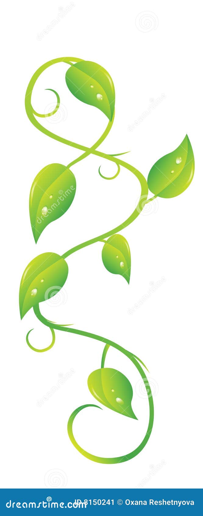 Creeping plant stock vector. Illustration of twig, ornamental - 8150241