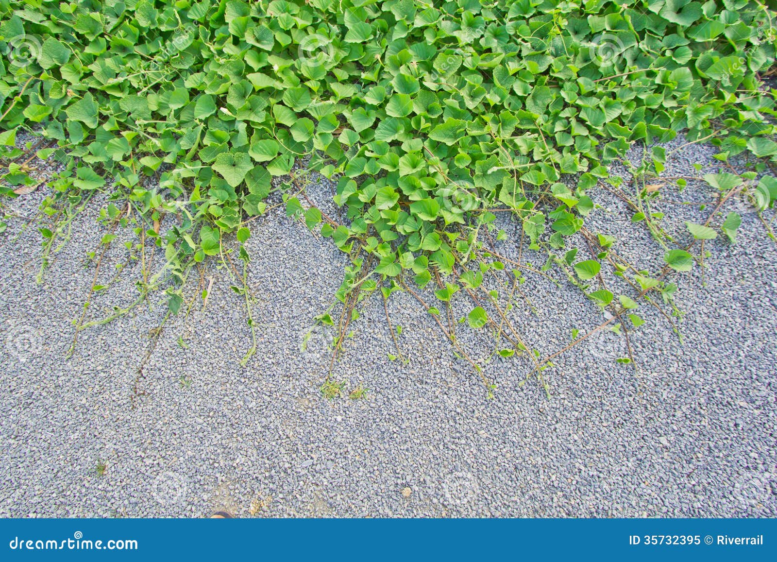 Creeping plant stock image. Image of scene, ornamental - 35732395