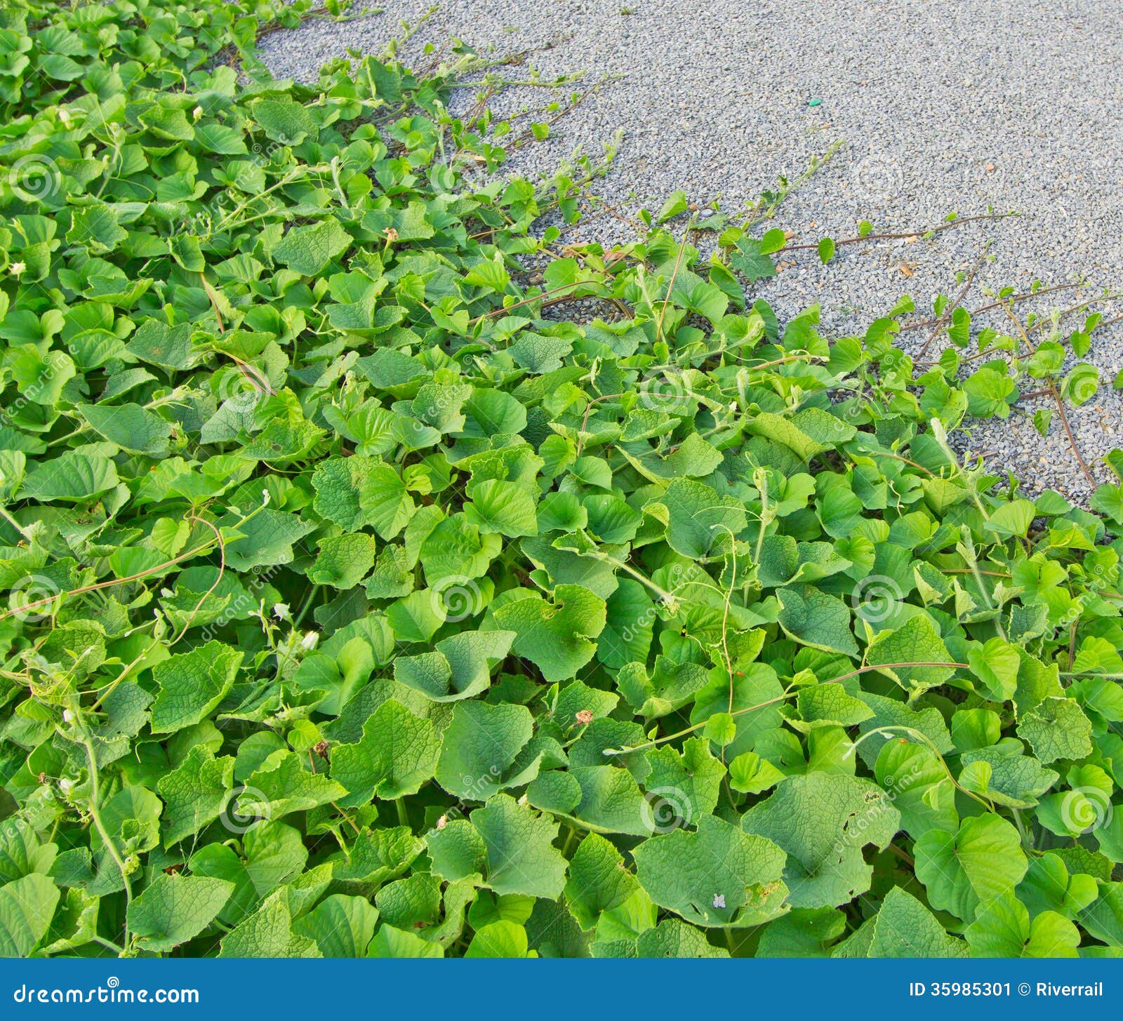 Creeping plant stock image. Image of leaf, scribble, scenics - 35985301