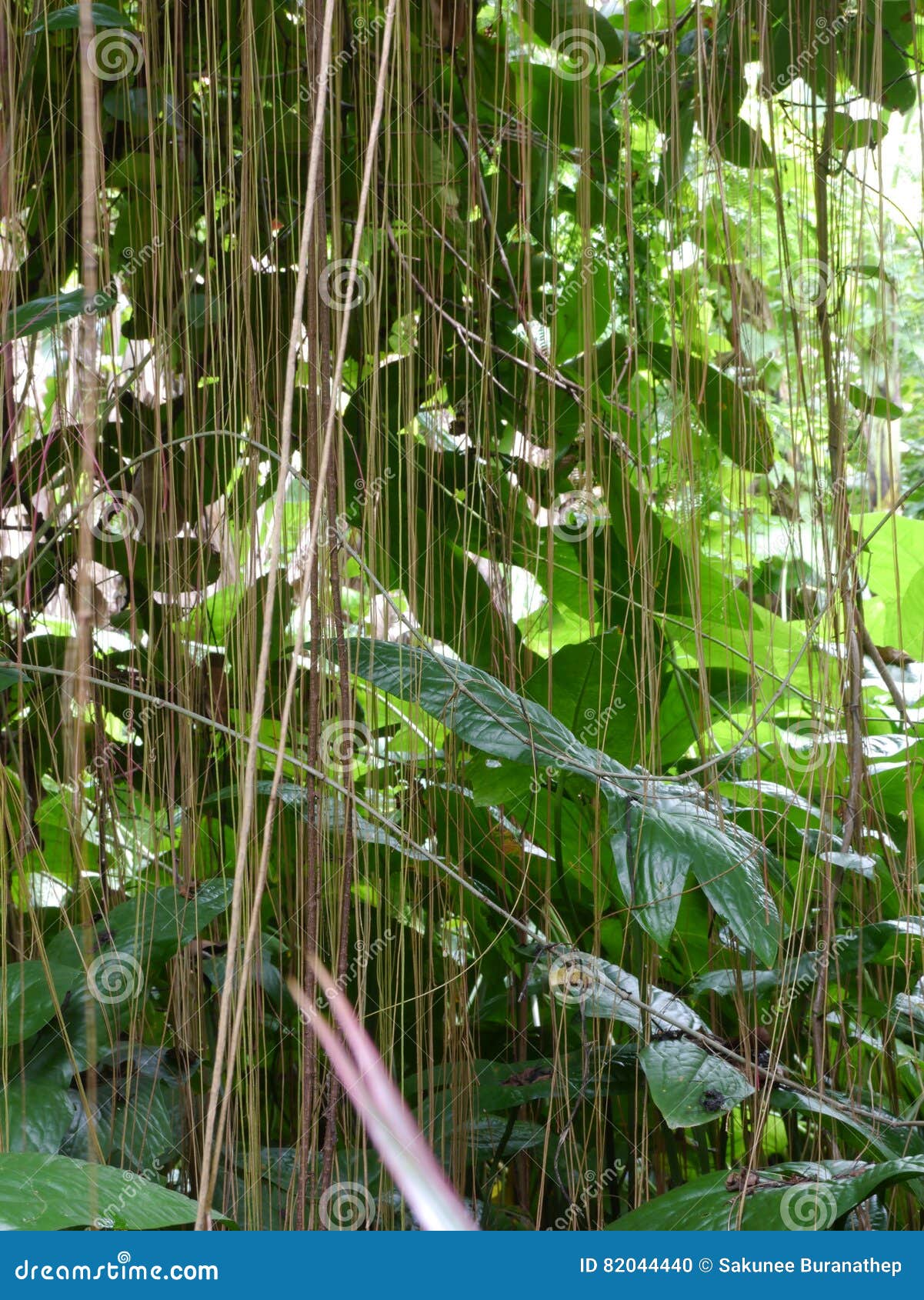 Creeping plant stock photo. Image of plant, treetop, season - 82044440