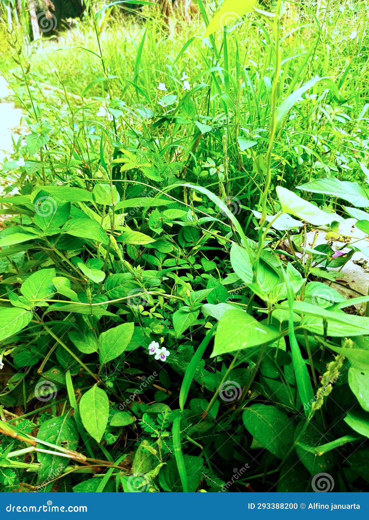 The Creeping Plant Has Very Natural Green Leaves Stock Photo - Image of ...