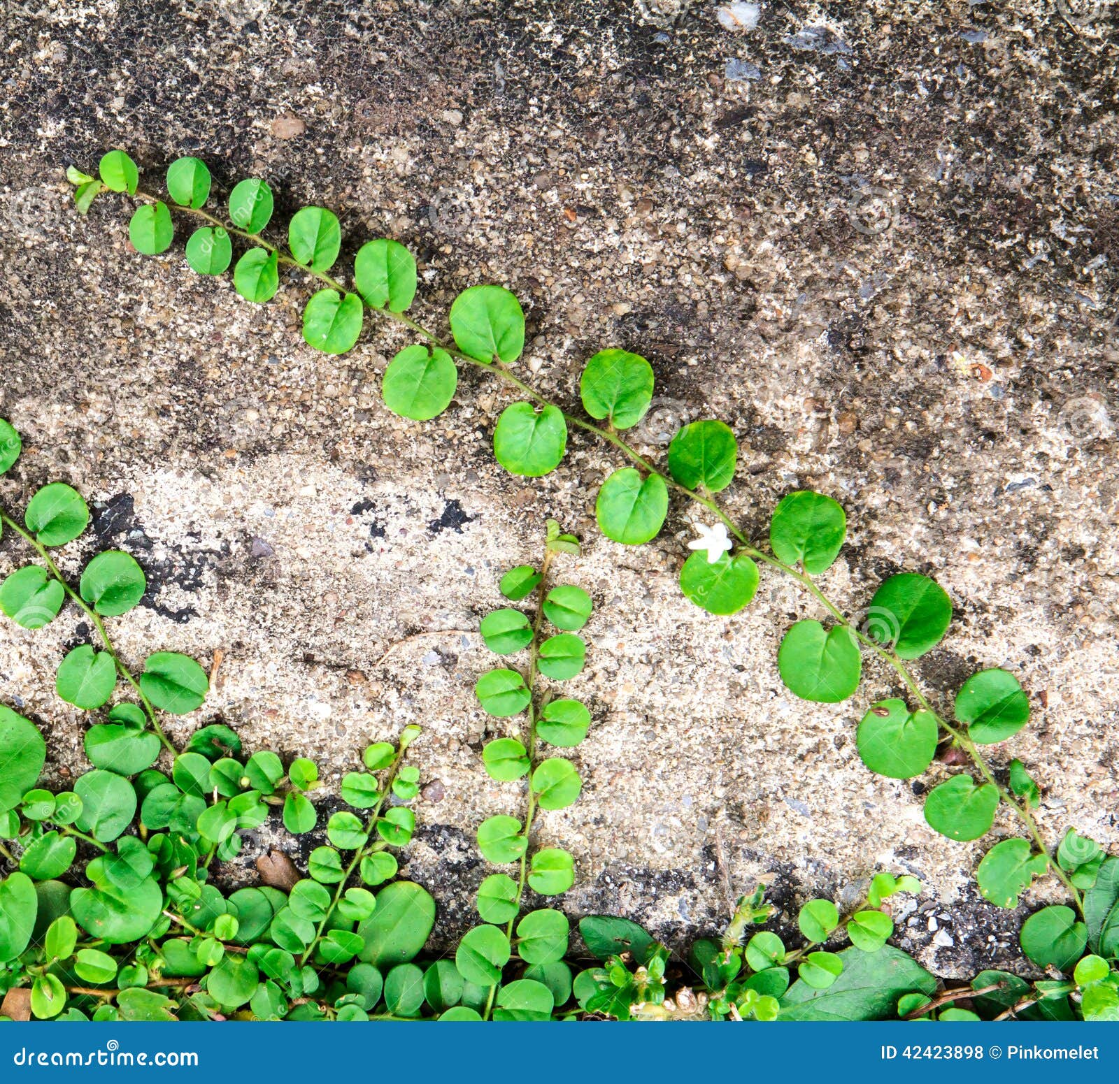 Creeping Plant on the Stone Wall Stock Photo - Image of background ...