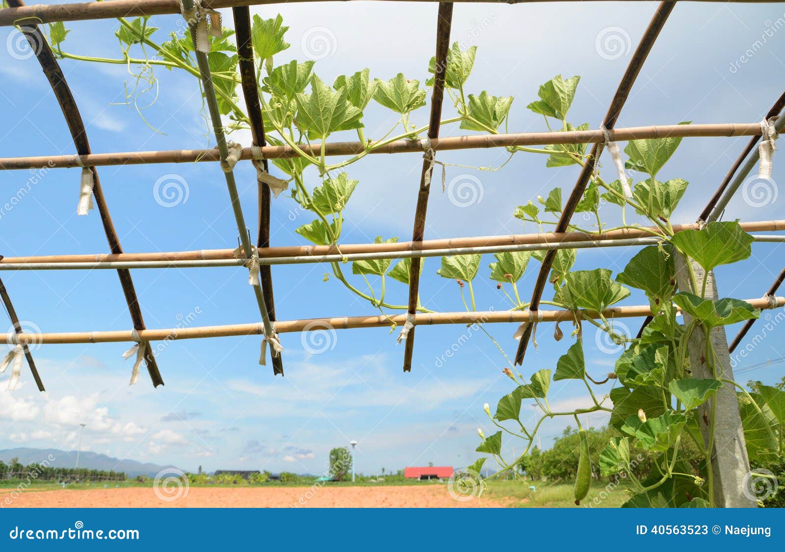 Creeping plant stock image. Image of creeper, creep, climbing - 40563523