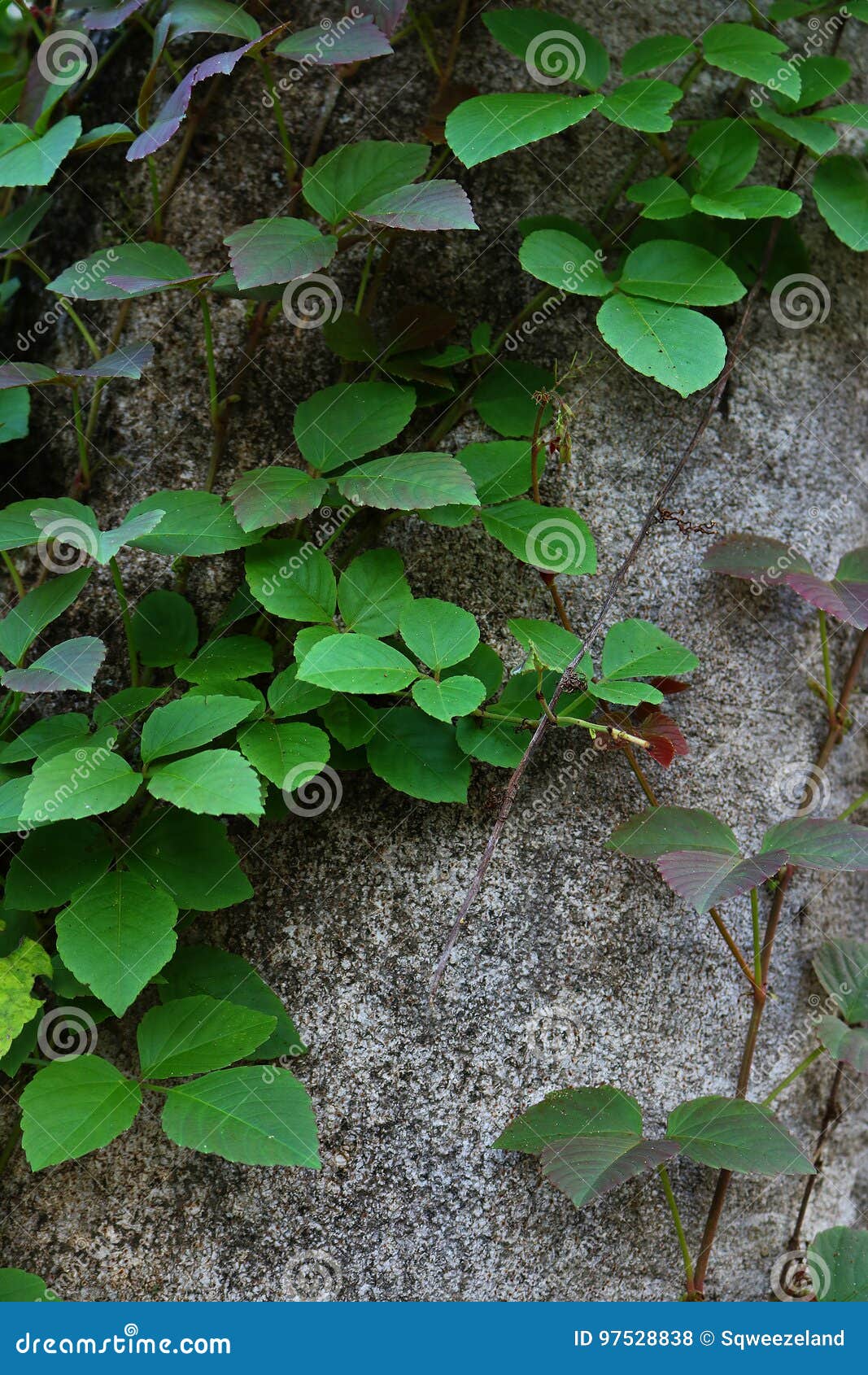 Creeping plant on the tree stock photo. Image of jungle - 97528838