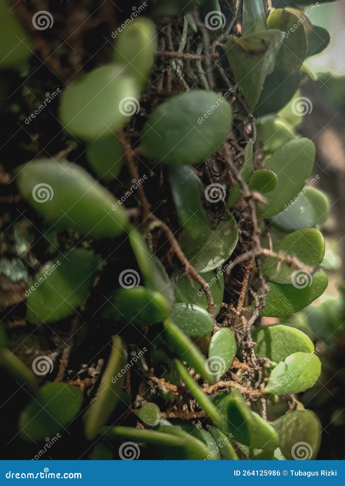 Creeping Plant on the Tree in the Garden Area Stock Photo - Image of ...