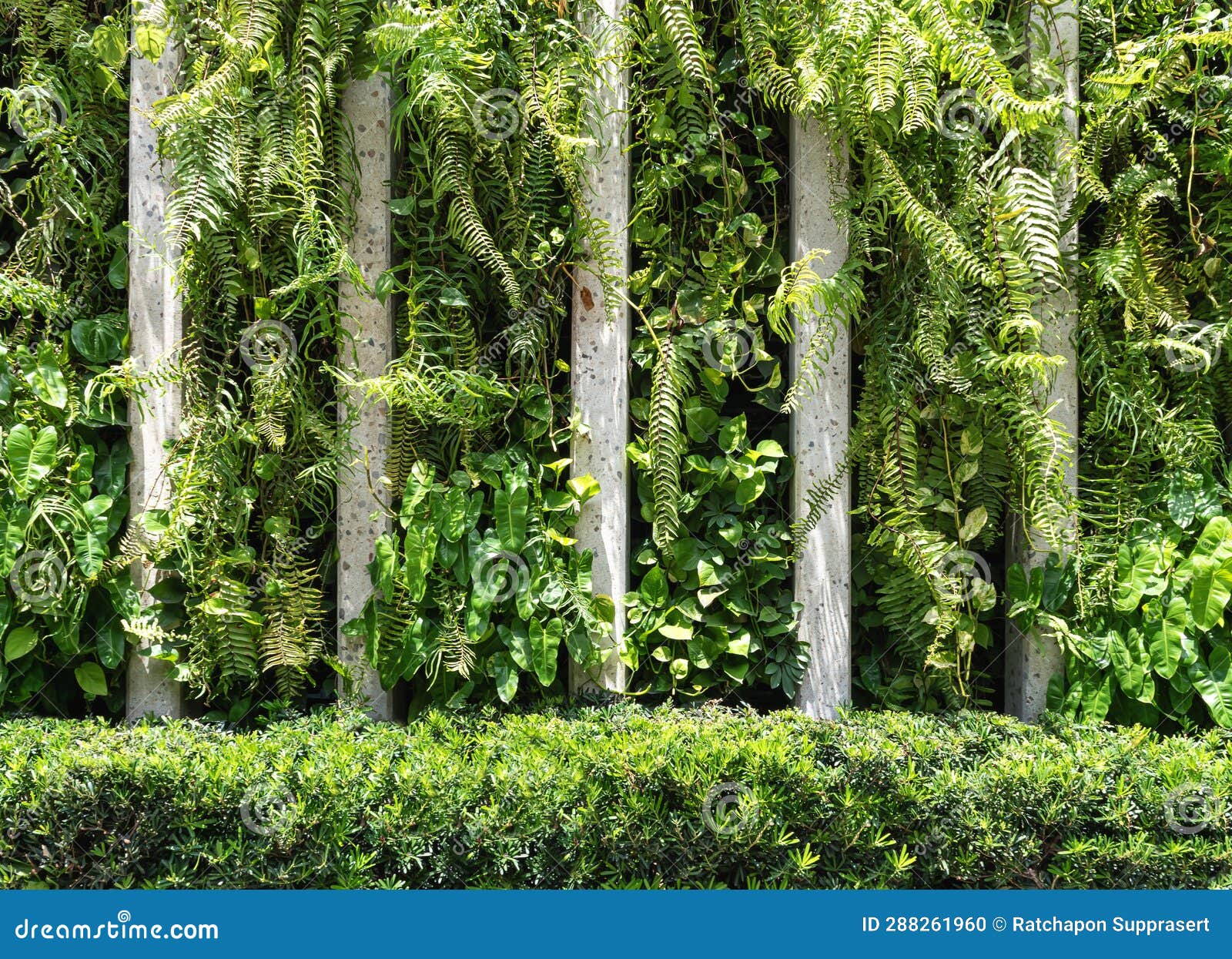 Creeping Plant Wall and Bush Fence Background Stock Photo - Image of ...