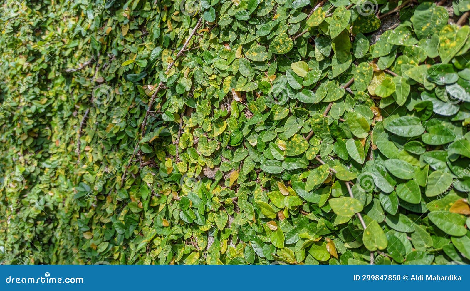 Creeping Plants in Front of a Beautiful House Stock Photo - Image of ...