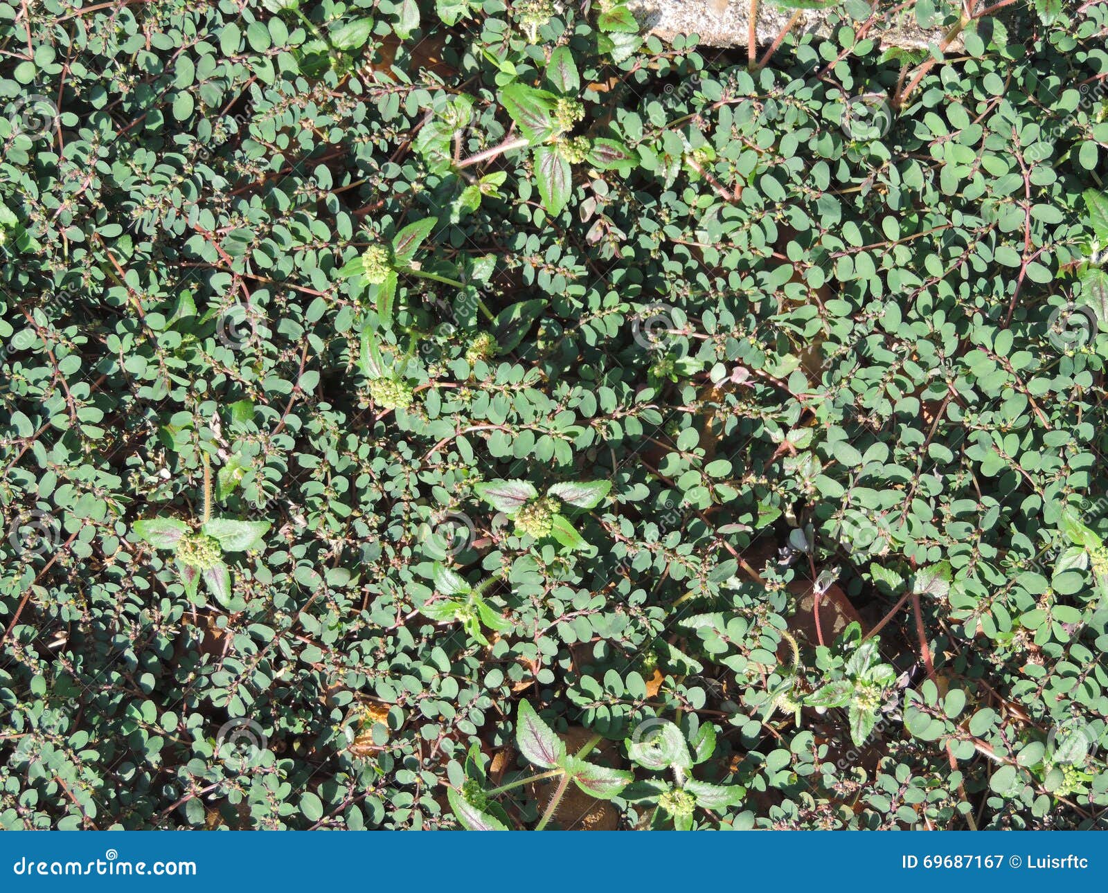 Creeping plants stock image. Image of details, ground - 69687167