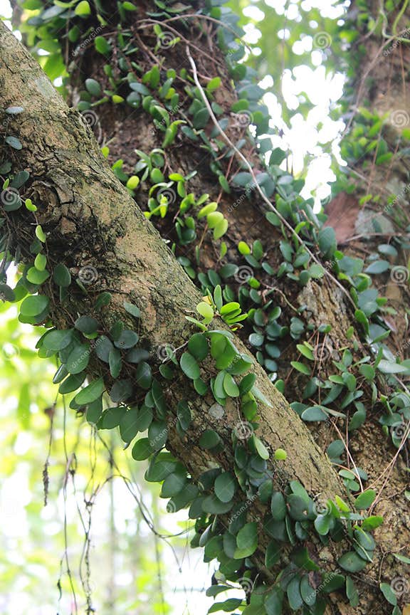 CREEPING PLANTS between TREE BRANCHES Stock Image - Image of creeping ...