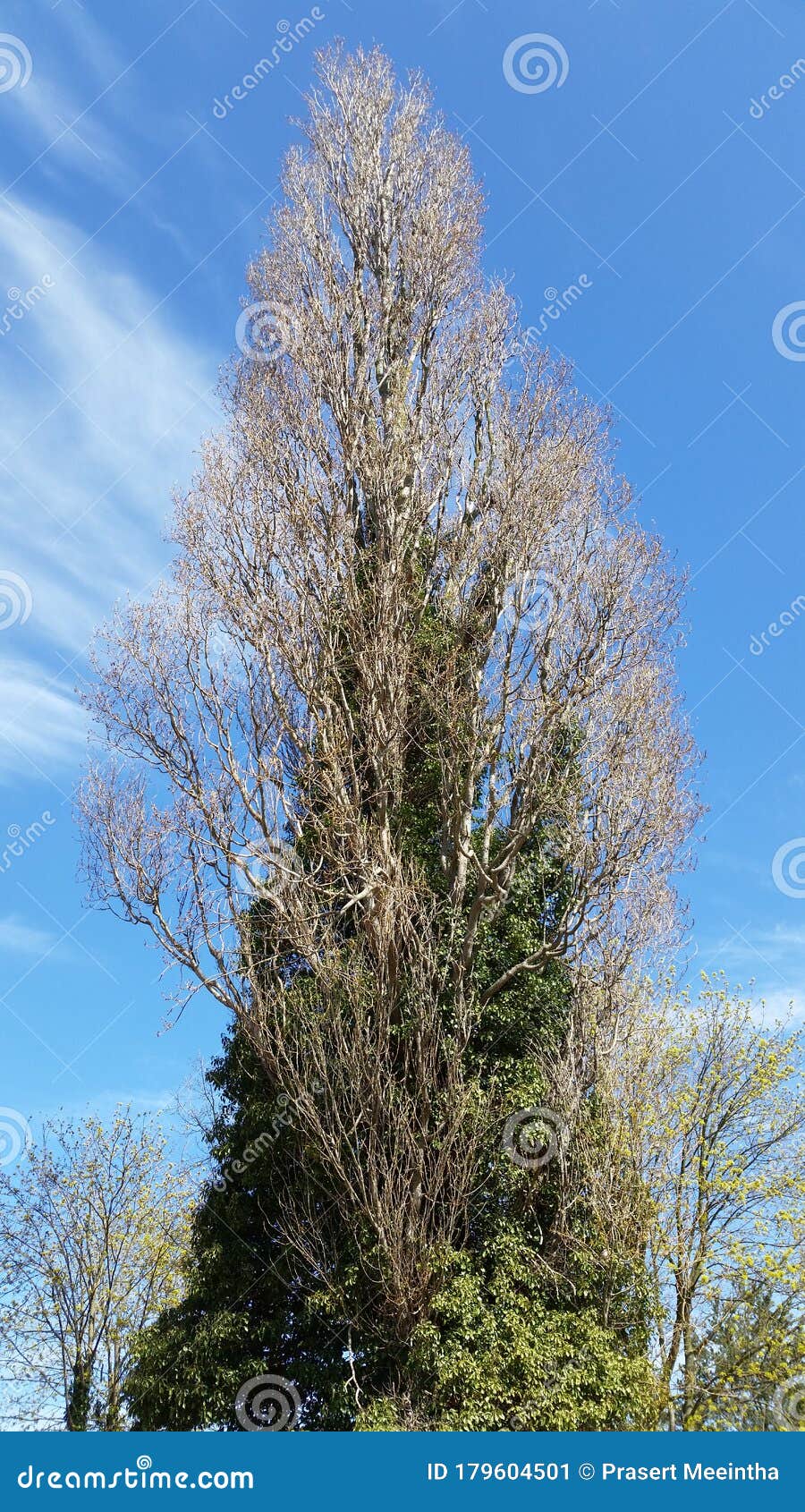 Creeping Plants and Tree stock image. Image of natural - 179604501