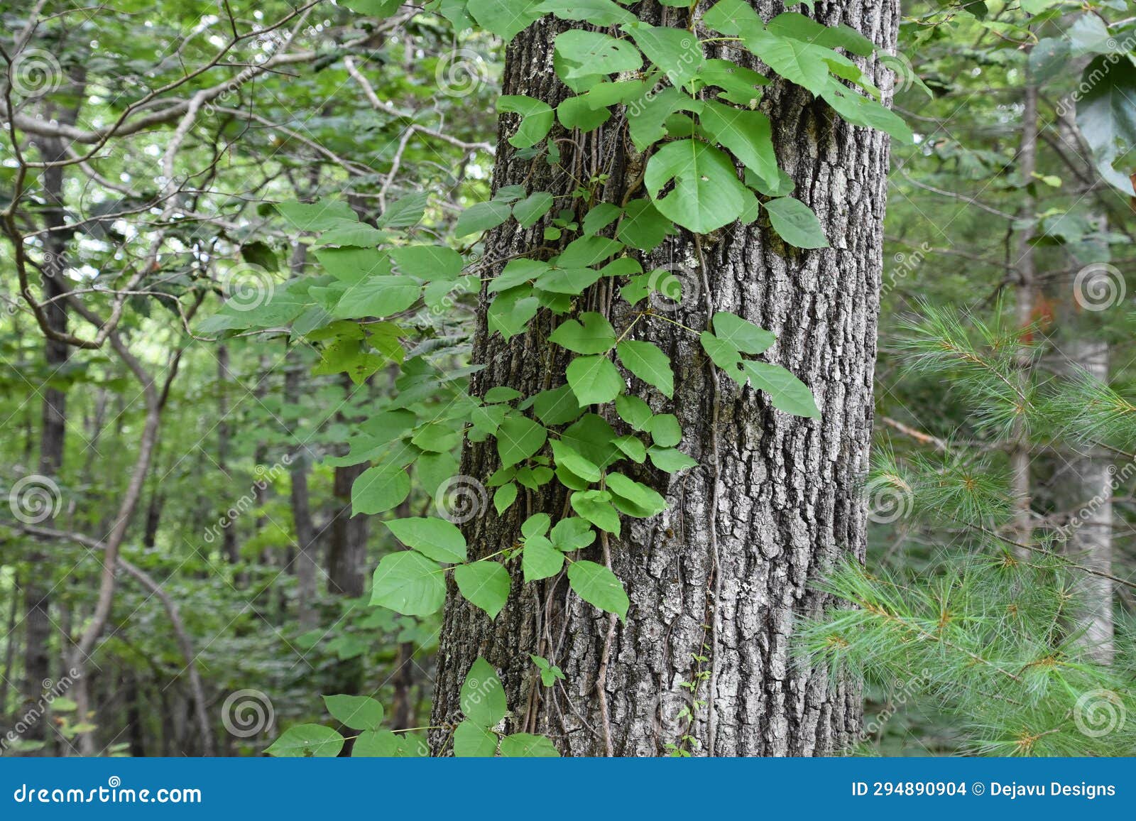 Poison Ivy Vine Growing Up A Tree Royalty-Free Stock Image ... Poison Ivy Vine Growing Up A Tree Royalty-Free Stock Image ...