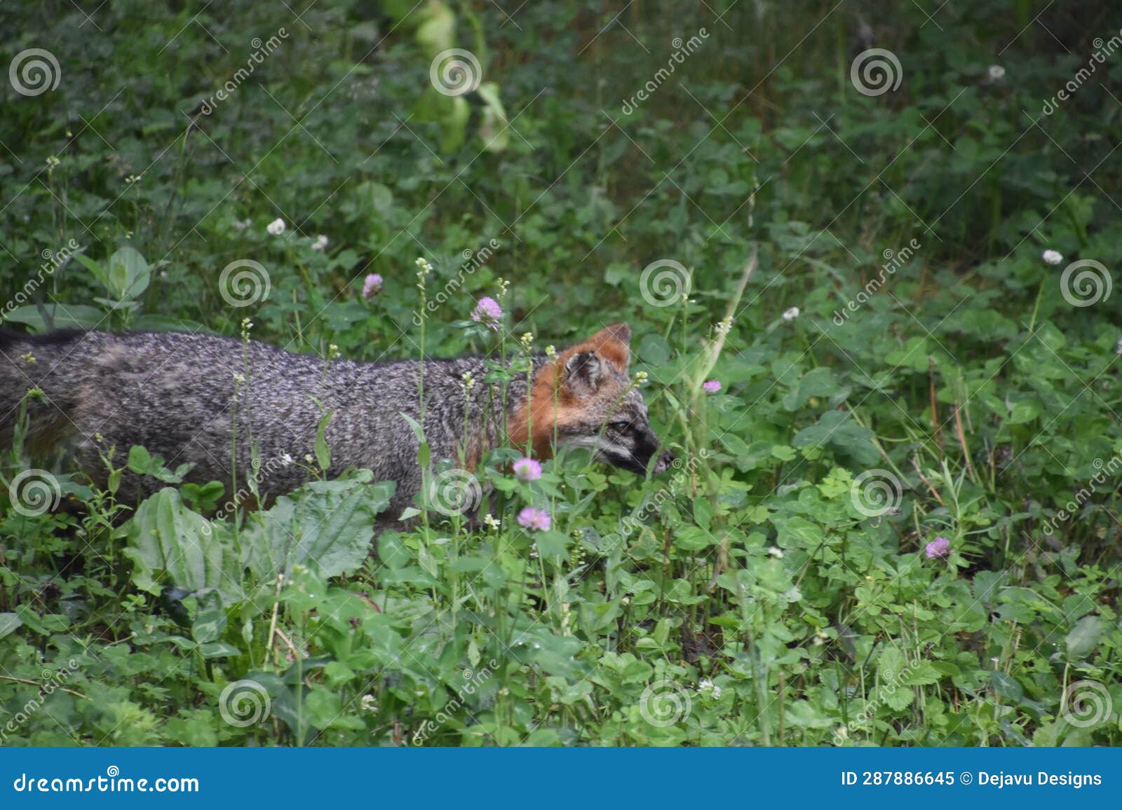 Creeping and Prowling Grey Fox in the Wild Stock Image - Image of ...