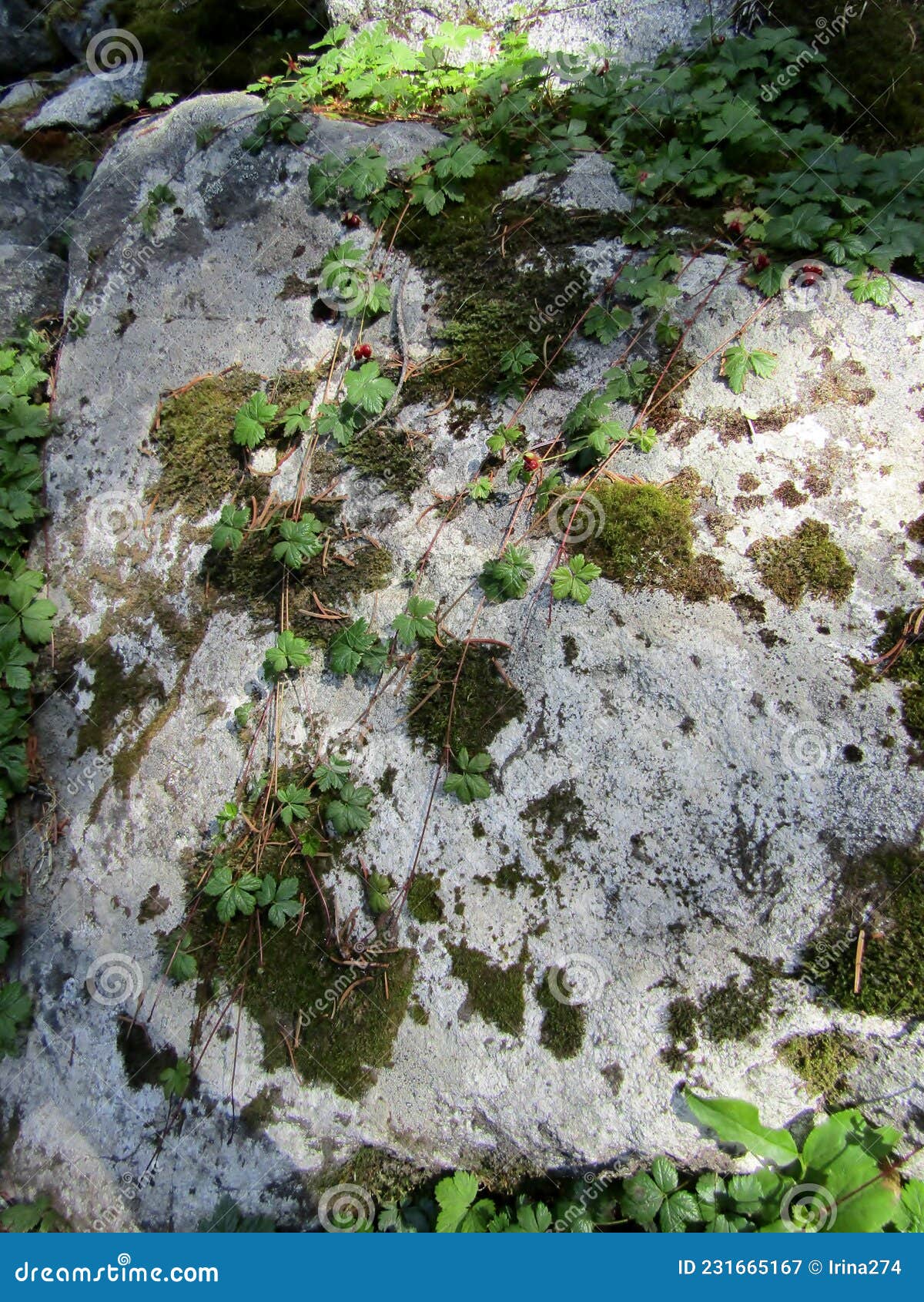 Creeping Raspberry or Rubus Pedatus, Five-leaved Bramble ...