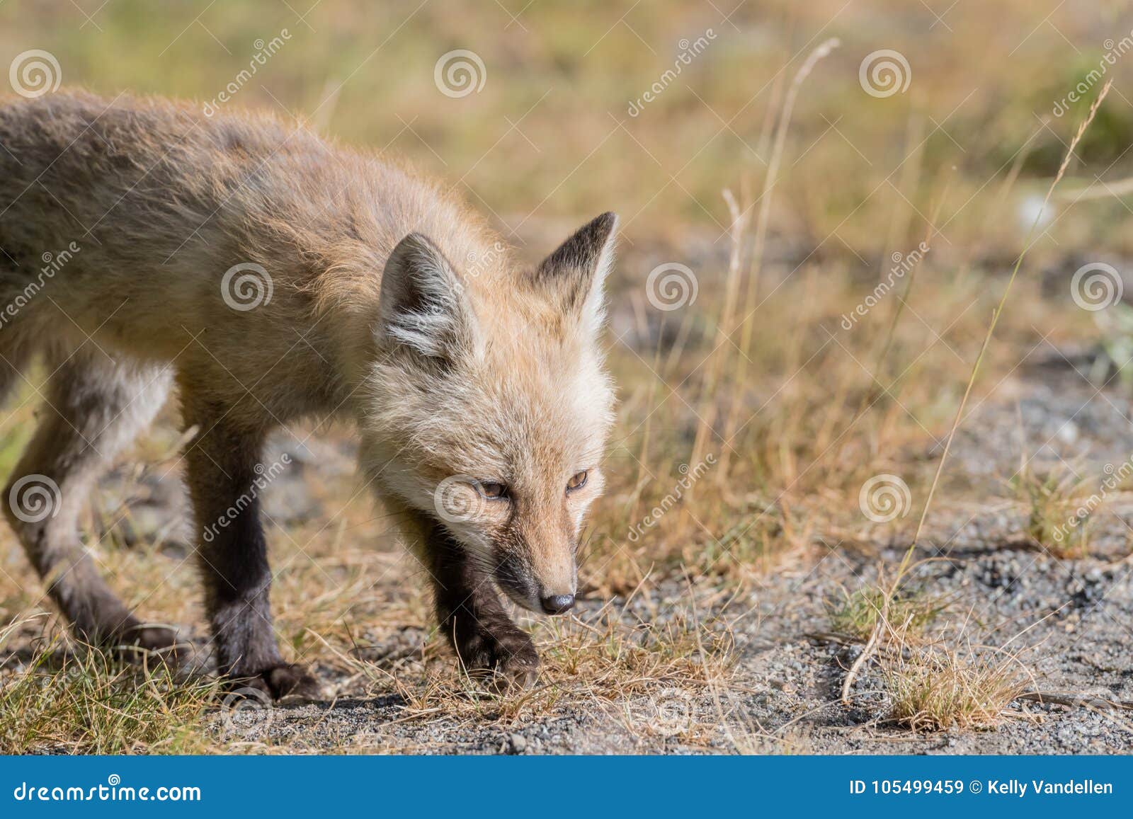 Creeping Red Cascade Fox stock image. Image of young - 105499459