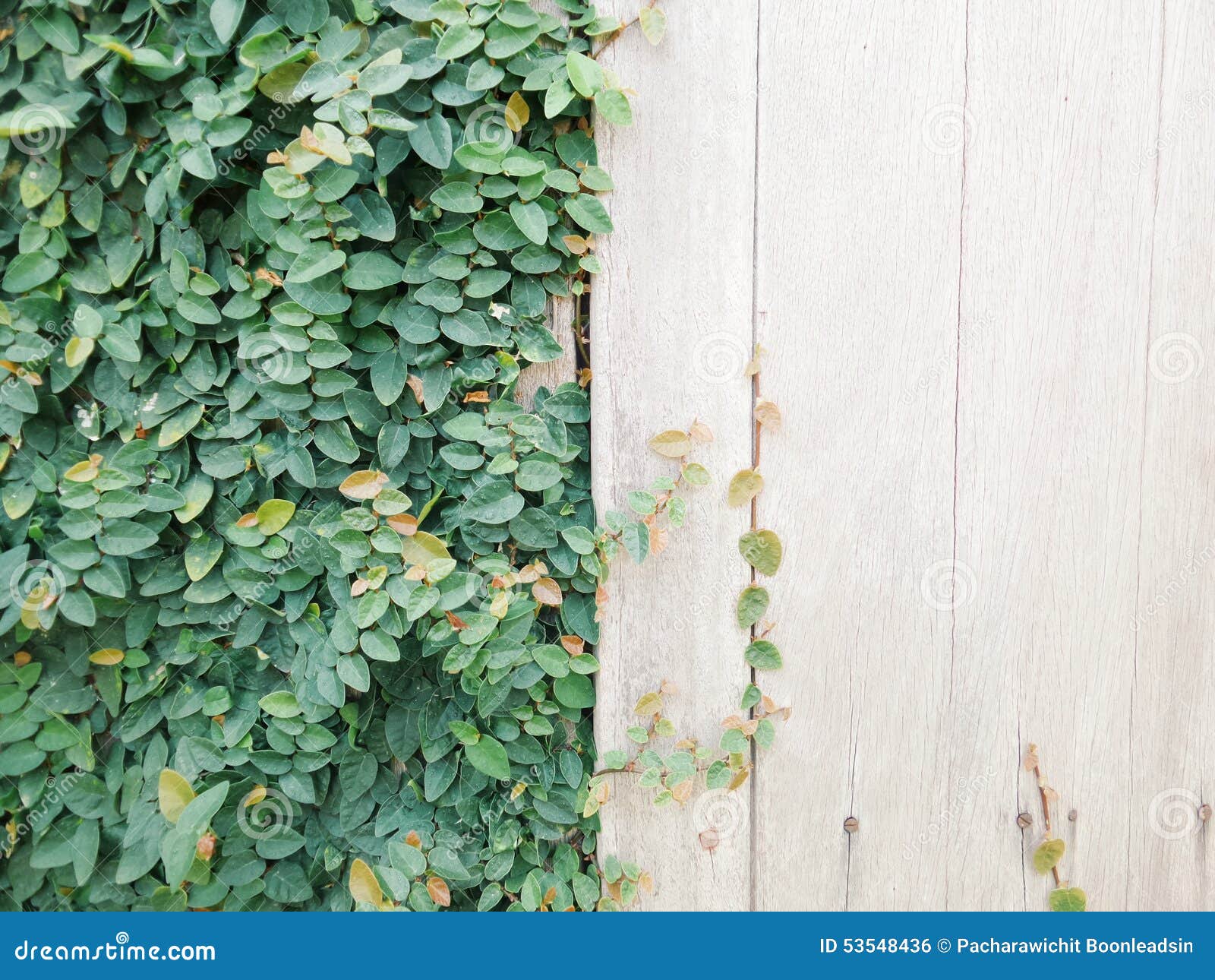 Creeping Fig Or Creeping Rubber Fig Is Green Creeper Plant Hang On ...