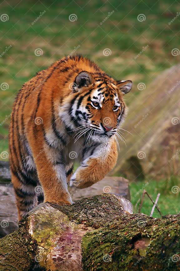 Creeping Siberian tiger stock photo. Image of prey, animal - 8735184