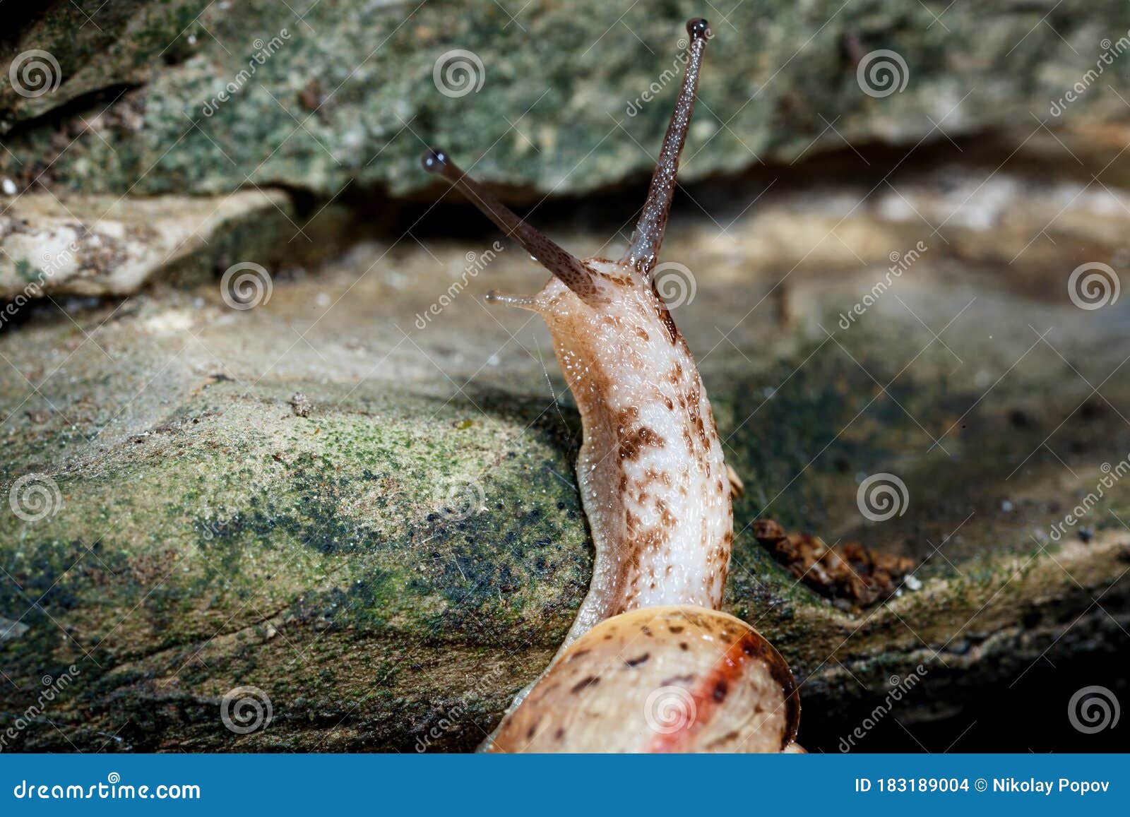 Creeping snail stock photo. Image of escargot, molluscs - 183189004
