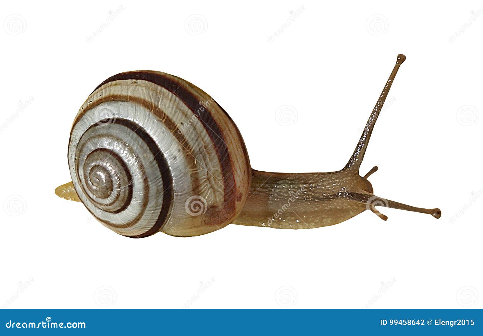 Creeping Snail on White Background Stock Photo - Image of crawls, climb ...